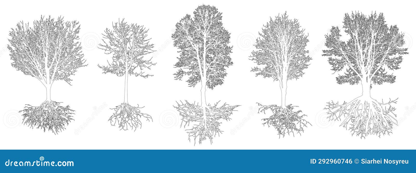 Set of Contour Trees with Roots. Beautiful Deciduous Bare Trees Stock ...