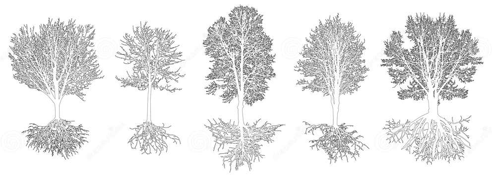 Set of Contour Trees with Roots. Beautiful Deciduous Bare Trees Stock ...
