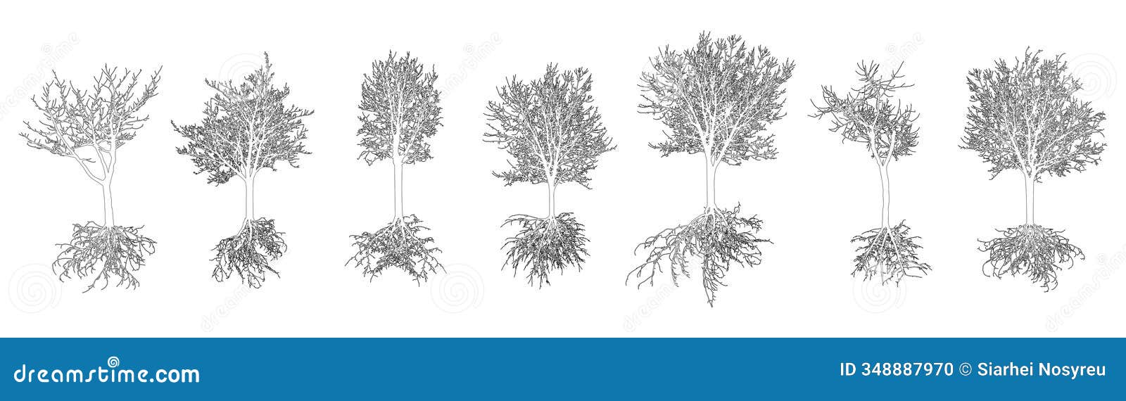 Set of Contour Trees with Roots. Beautiful Deciduous Bare Trees Stock ...
