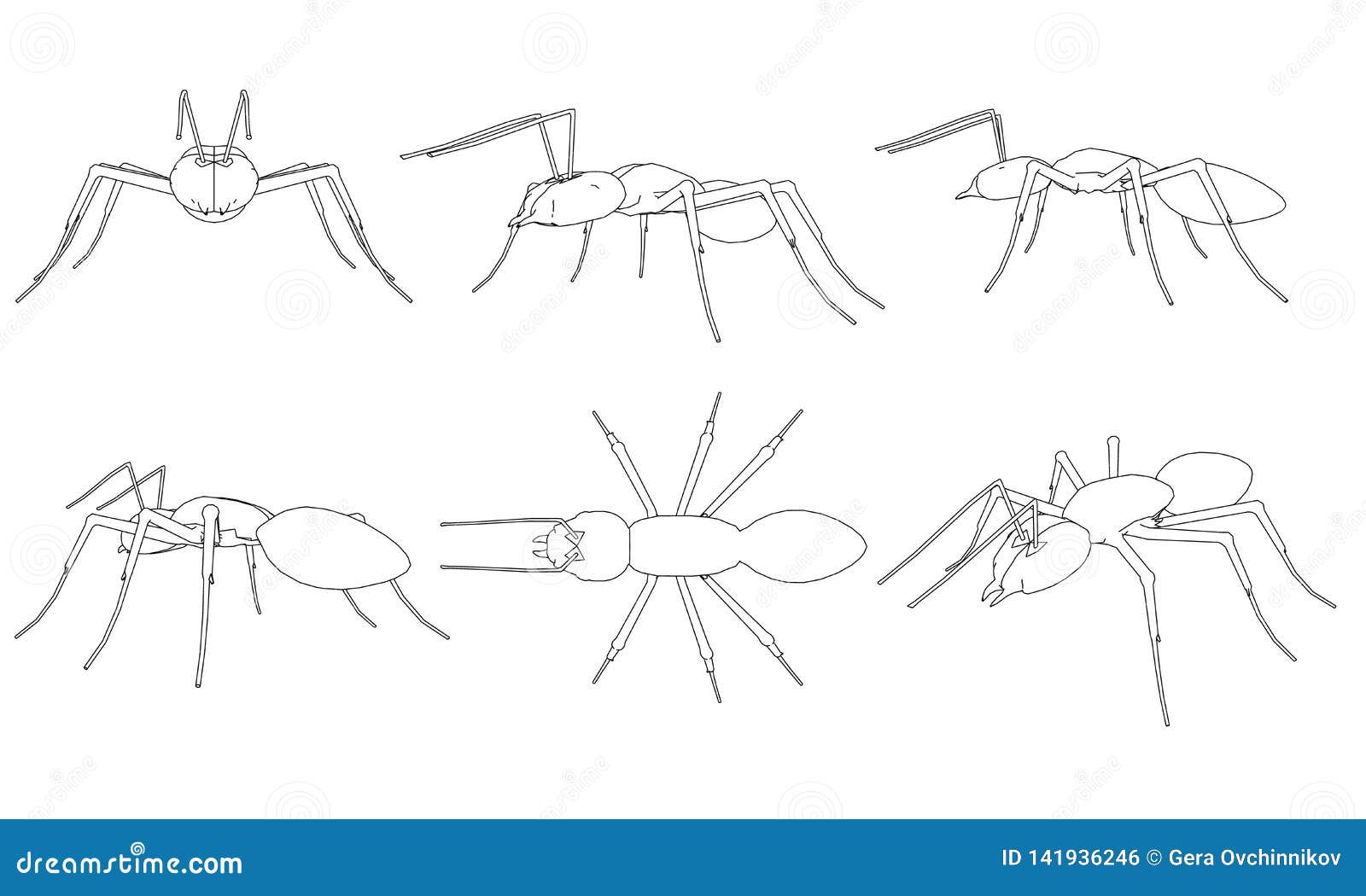Set with Contours of Ants in Different Points of View. Vector ...