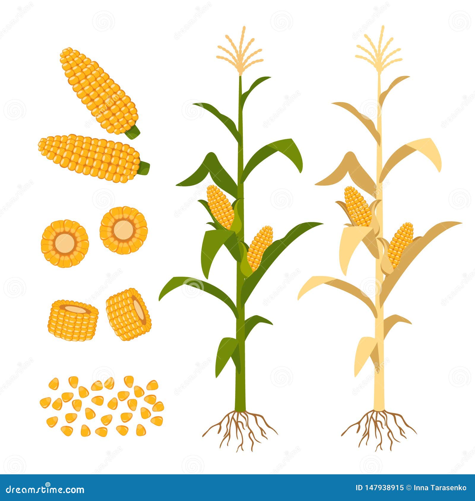 Set of Corn Growing on a Tree and Different Elements on a White ...
