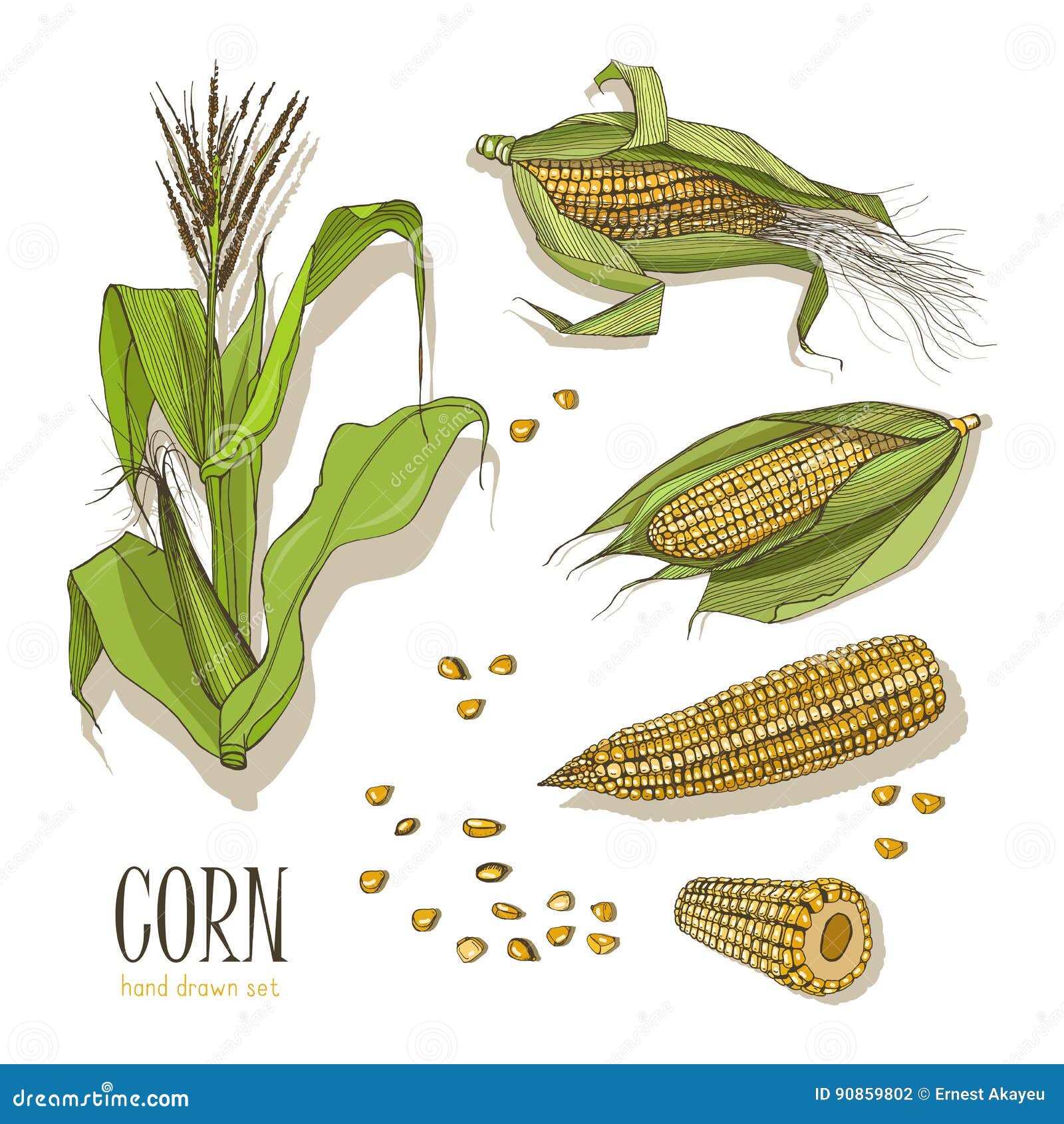Set of Corn Plant. Colorful Hand Drawn Collection Maize. Vector ...