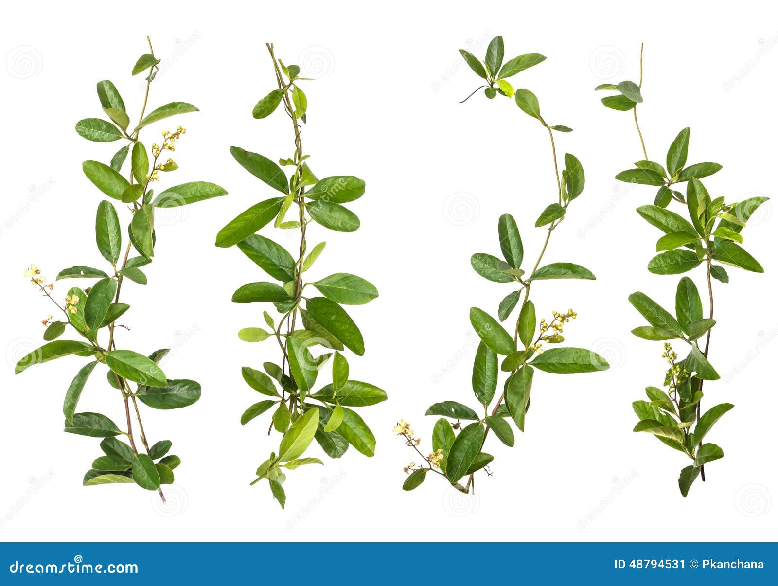 Set of Creeper Flower Isolated Stock Image - Image of creeper, natural ...