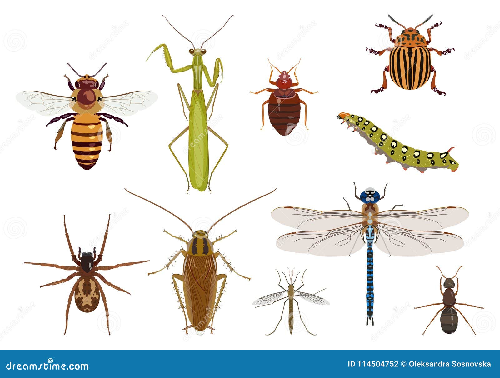 Set of Creeping and Flying Insects. Vector Illustration Stock Vector ...