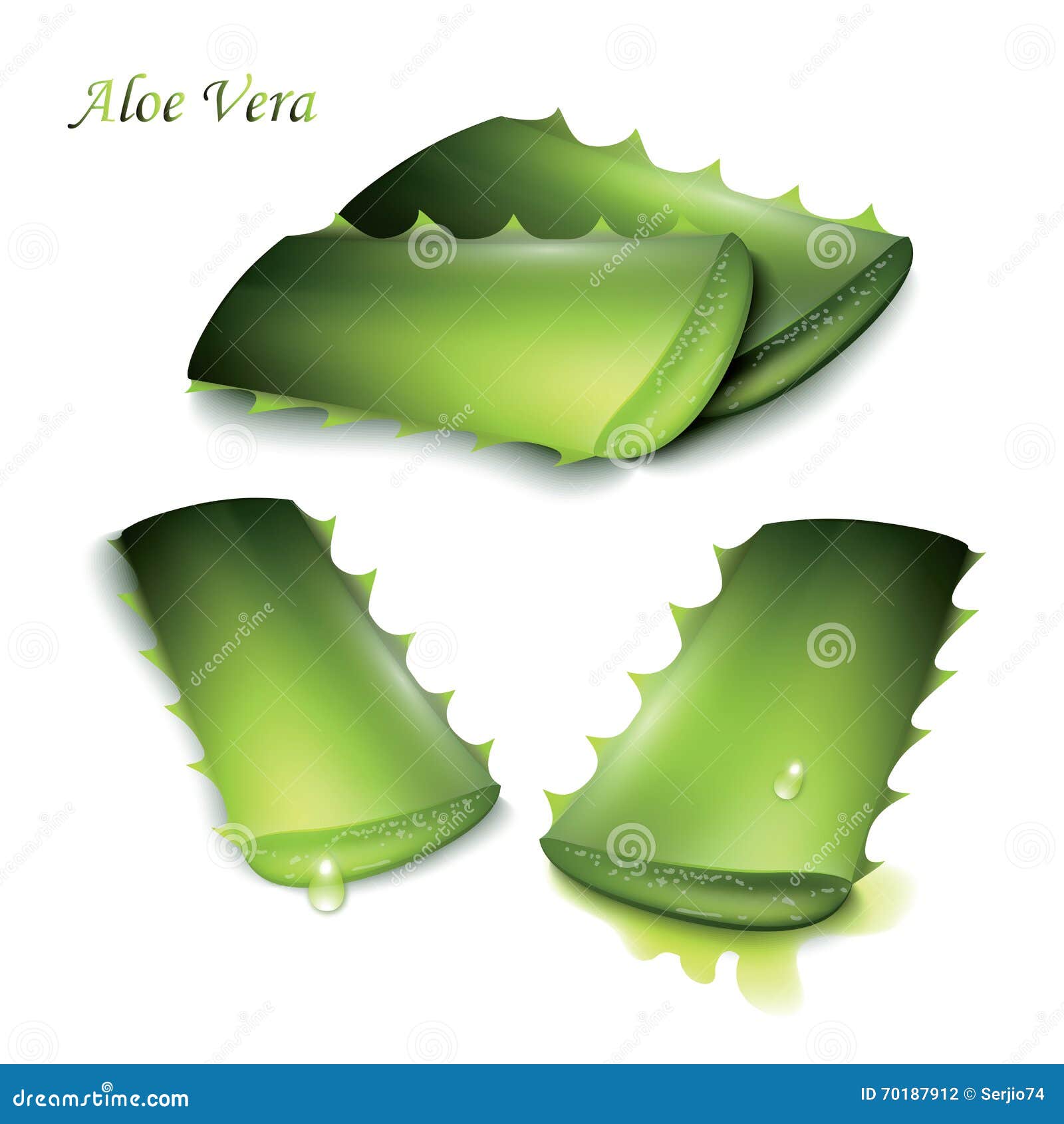 Set of Cut Pieces of Aloe Vera. Stock Vector - Illustration of isolated ...