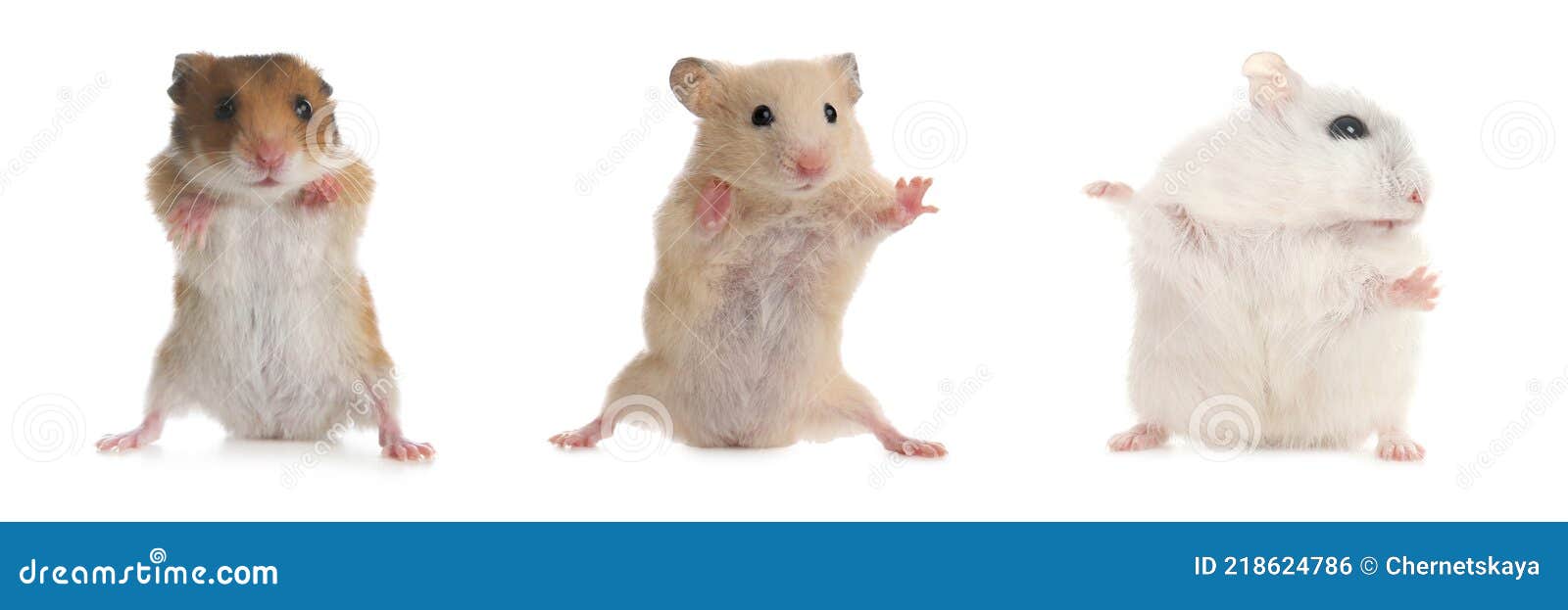 Set with Cute Funny Hamsters on White Background. Banner Design Stock ...