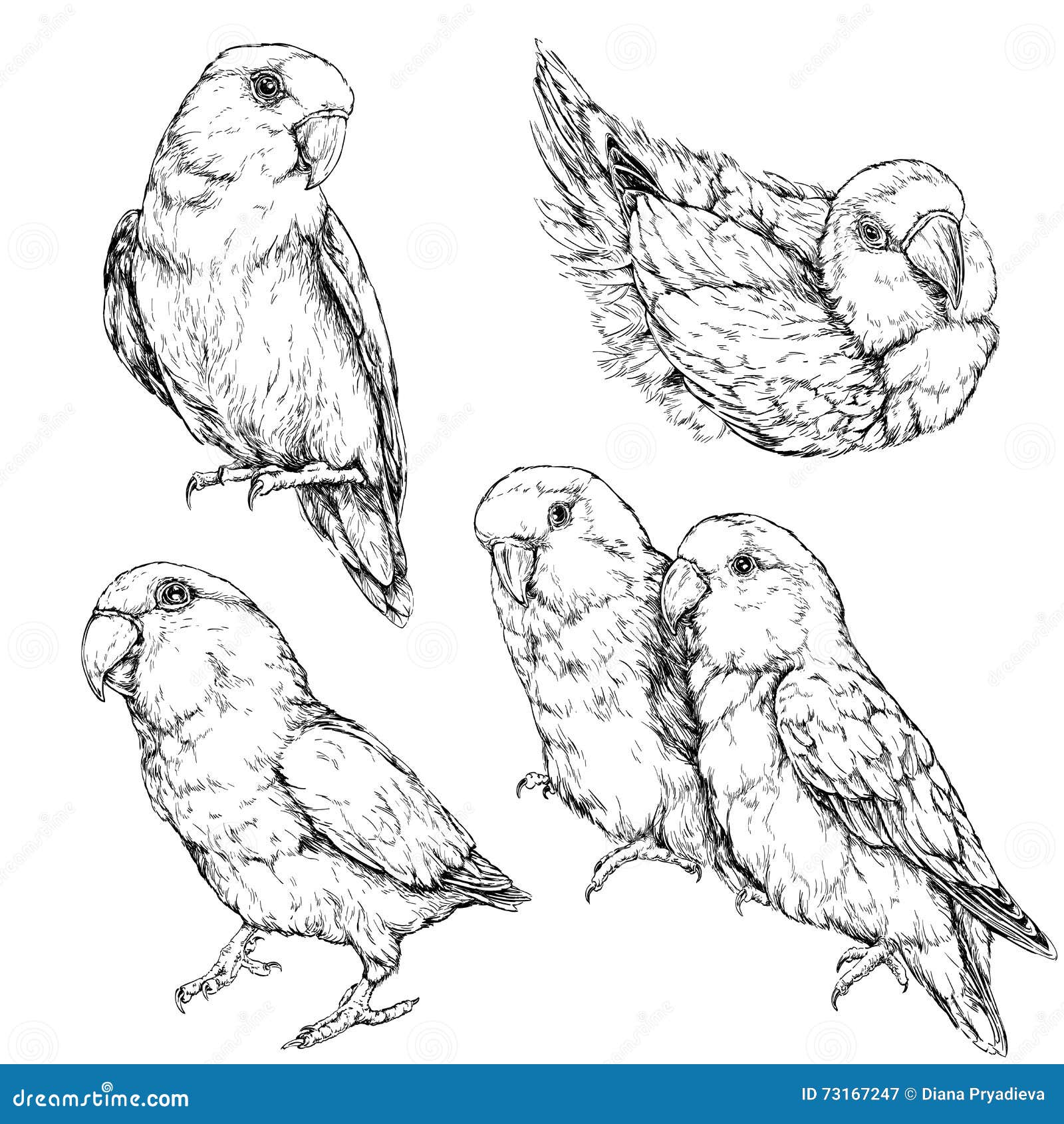 Love Bird Drawing