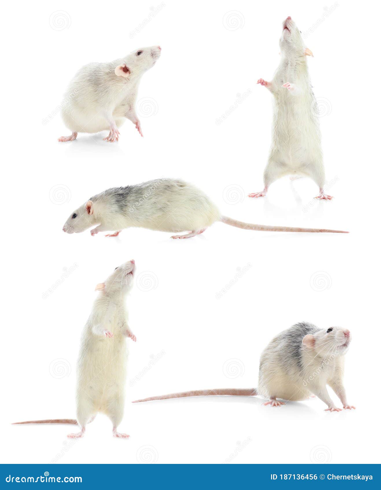 Set of Cute Little Rats on Background Stock Photo - Image of home ...