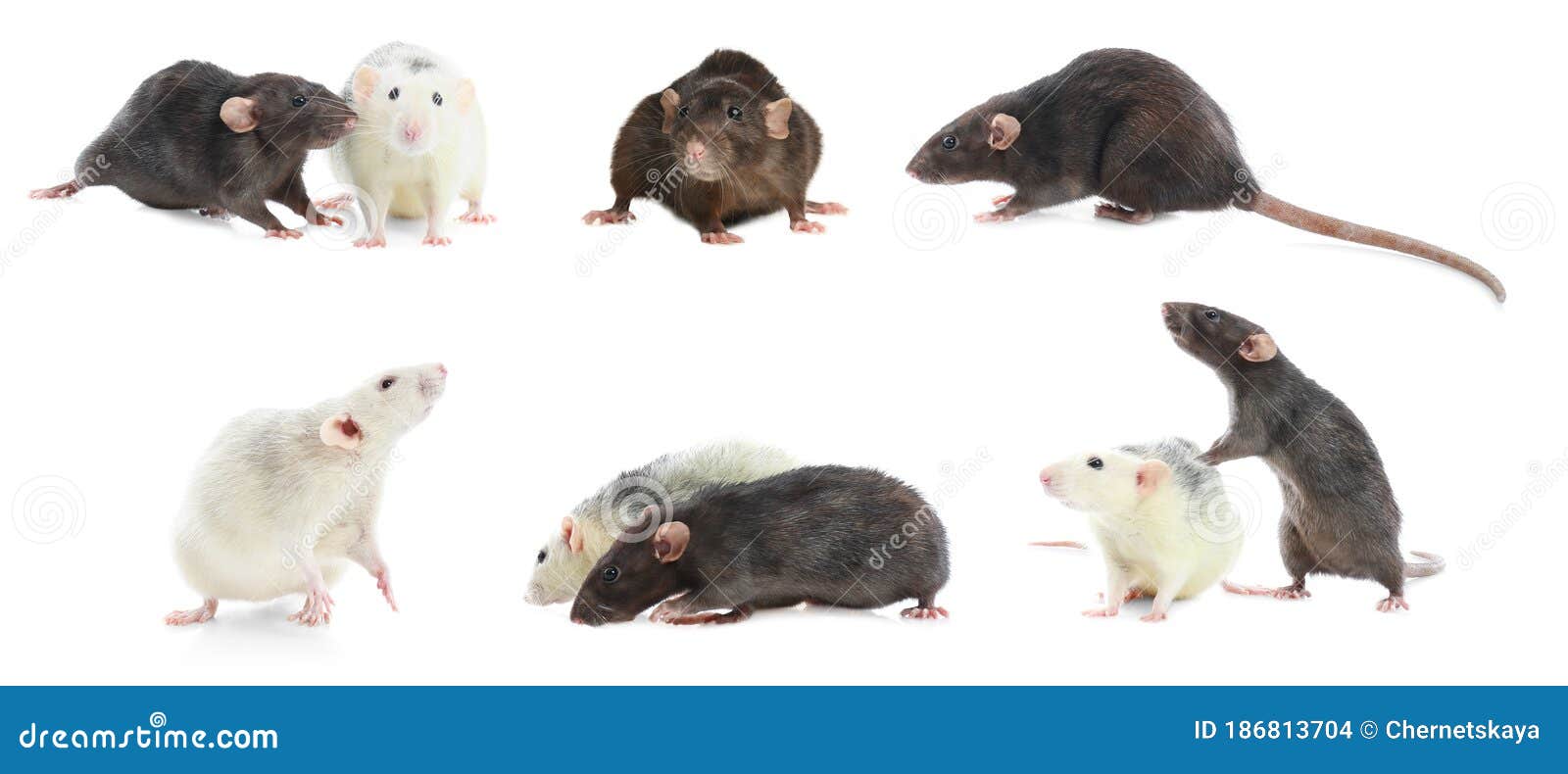 Set of Cute Little Rats on Background. Banner Design Stock Photo ...