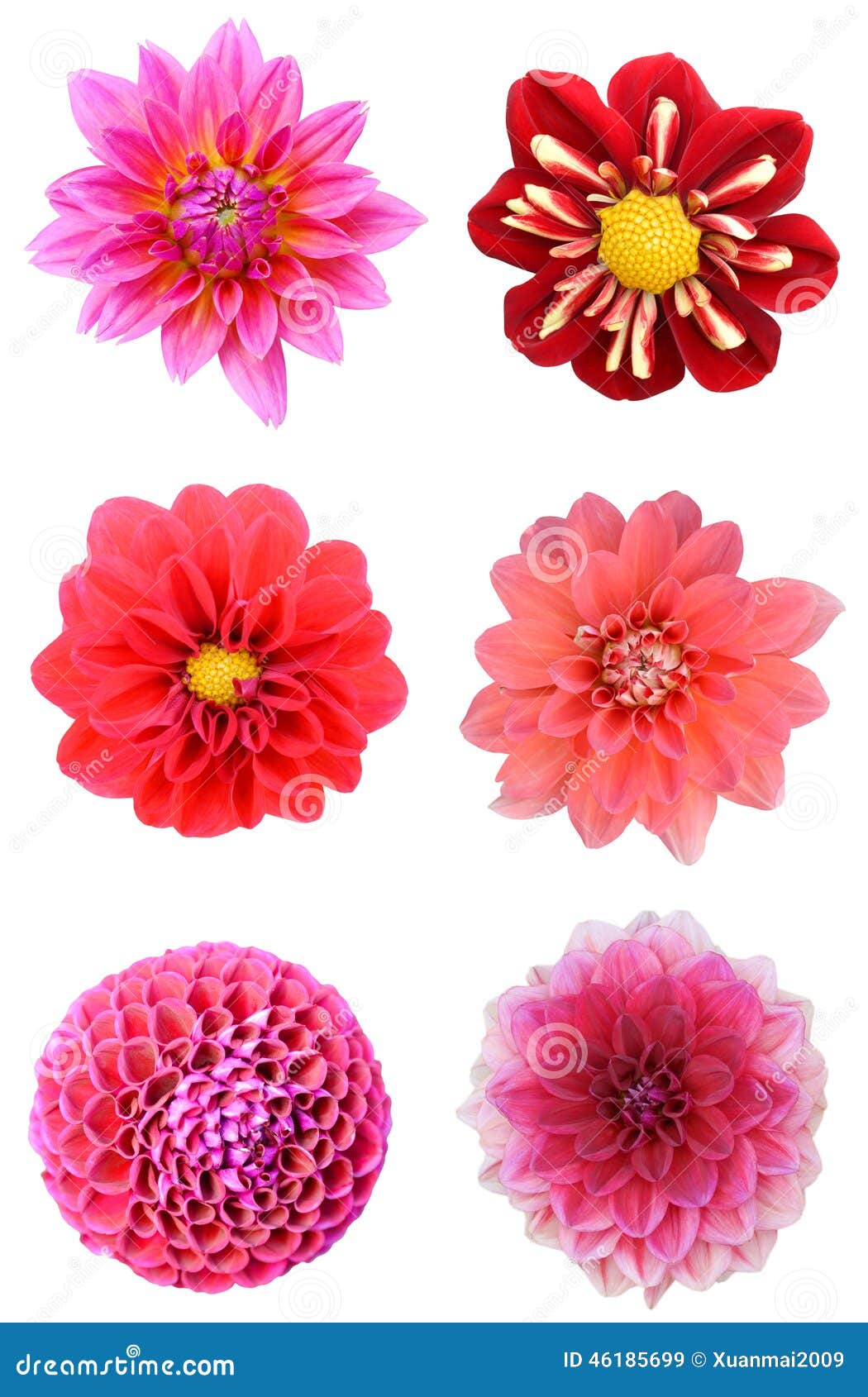 Flower Heads Of Ornamental Grass, Miscanthus Sinensis, Growing I Stock ...