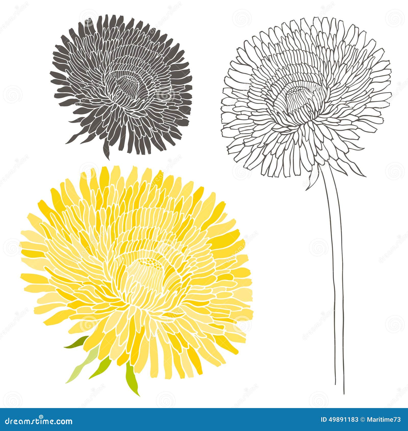 Set of Dandelion Isolated on White Background. Hand Drawn Stock ...
