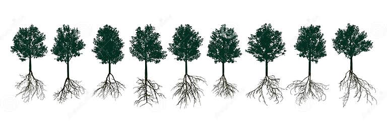 Set of Deciduous Trees with Root Systems. Vector Illustration Stock ...