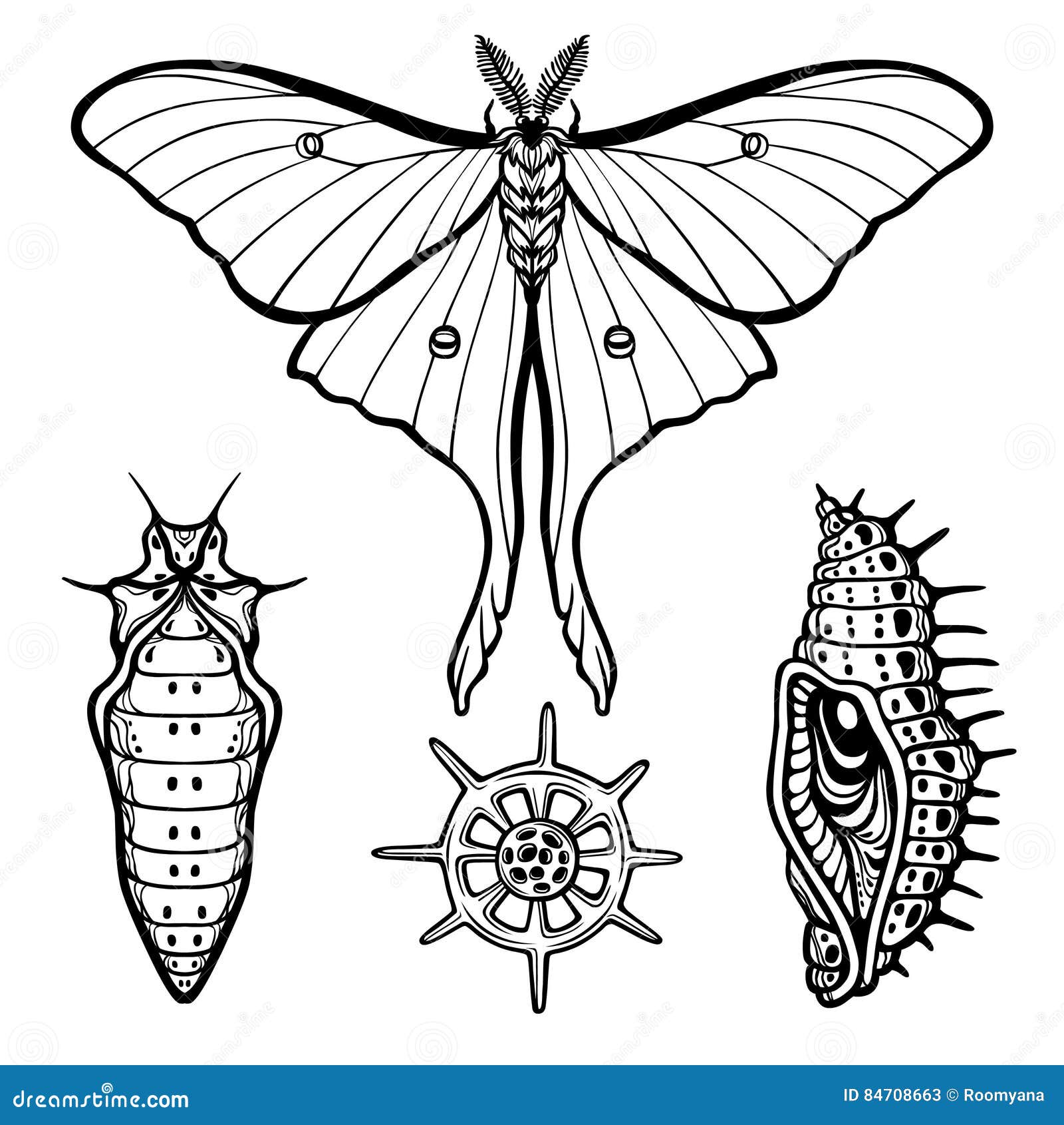 Radiolaria Stock Photography | CartoonDealer.com #69766394