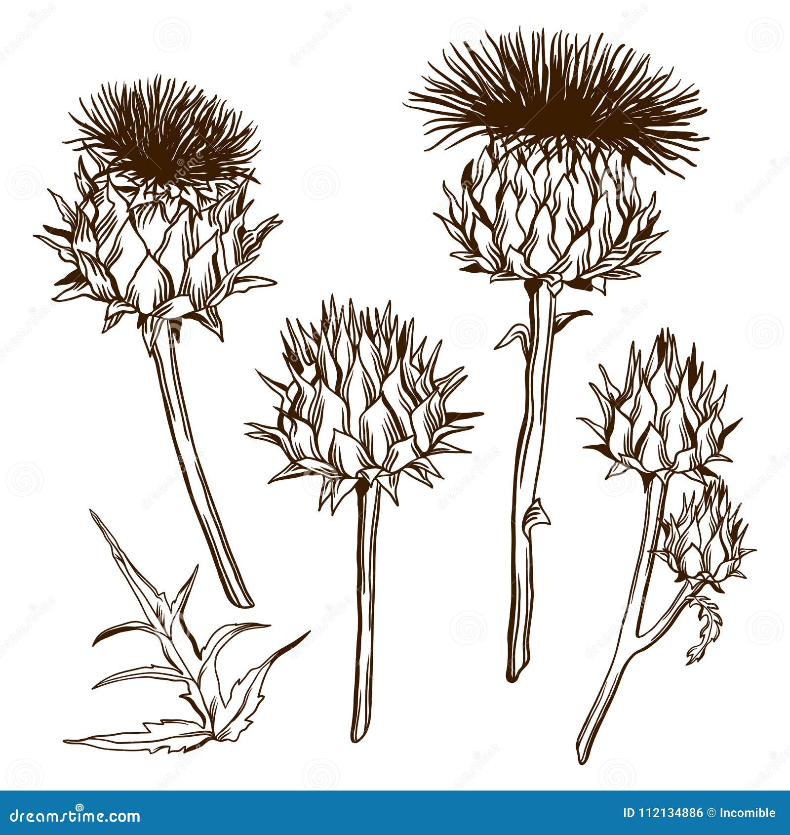 Set of Decorative Onopordum Acanthium. Scottish Thistle Stock Vector ... Set of Decorative Onopordum Acanthium. Scottish Thistle Stock Vector ...