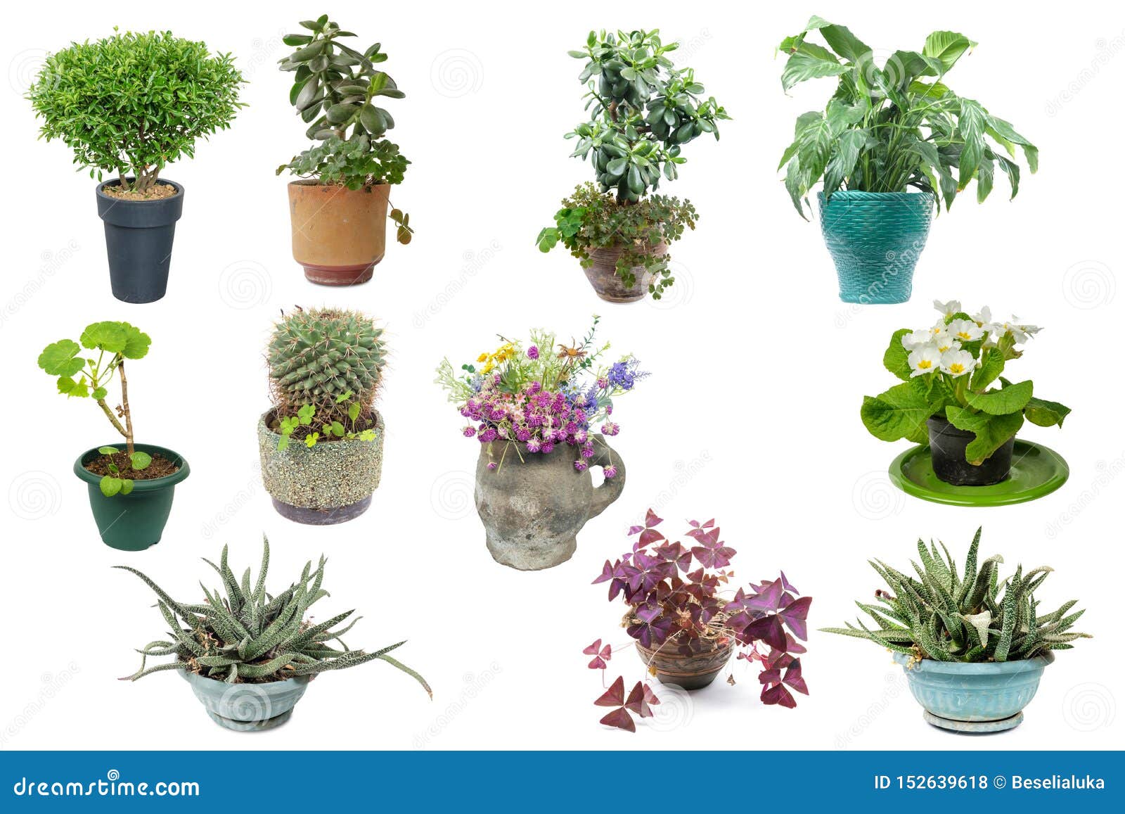 Set of Decorative Potted Plants Stock Photo - Image of decorative ...