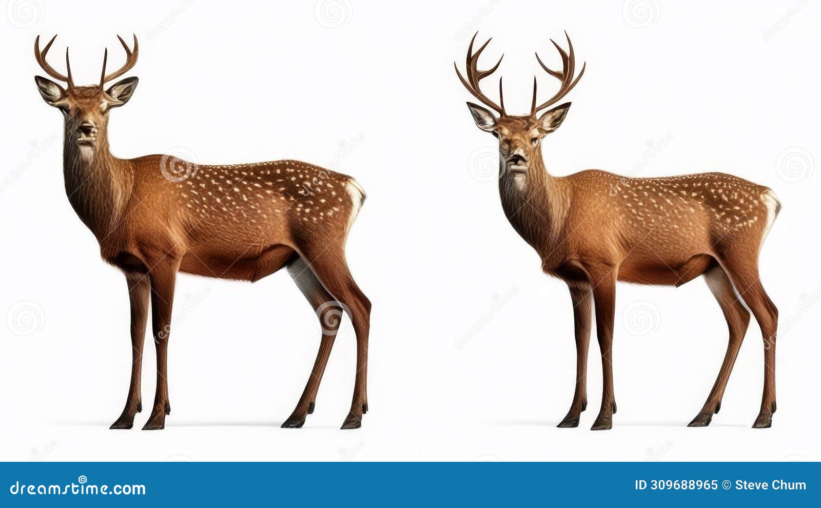 Set of Deer Isolated on White Background. Vector Illustration. Side ...