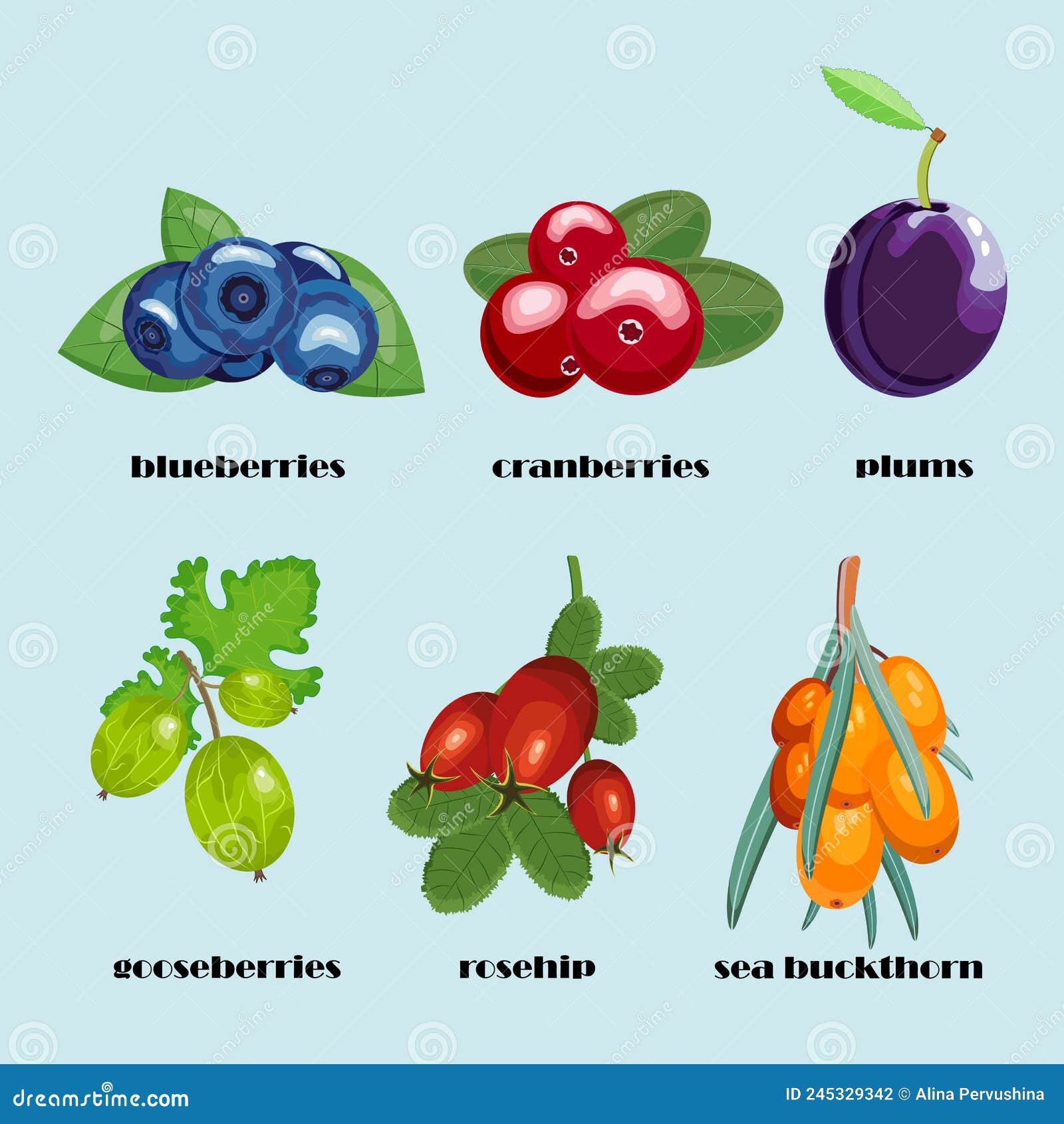 A Set of Delicious Garden Berries with Names Stock Vector ...