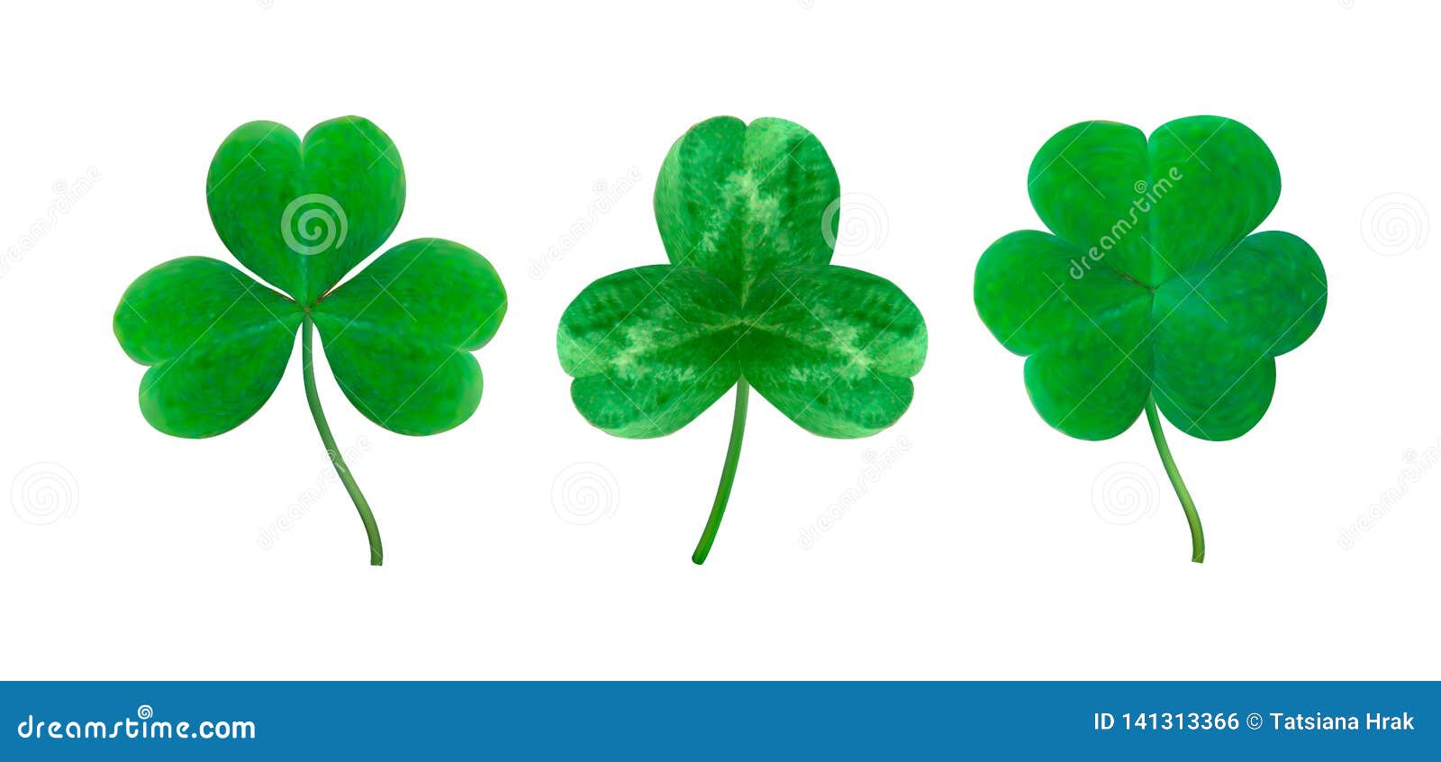 Set of Detailed Realistic Three-leaf Shamrocks. Stock Vector ...