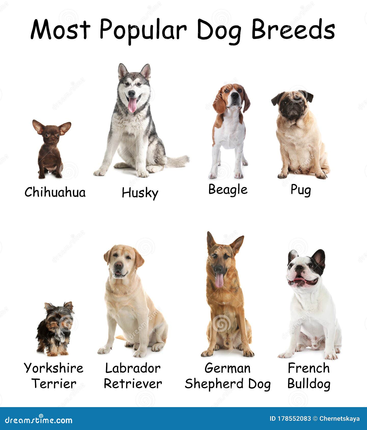Dog Species Chart
