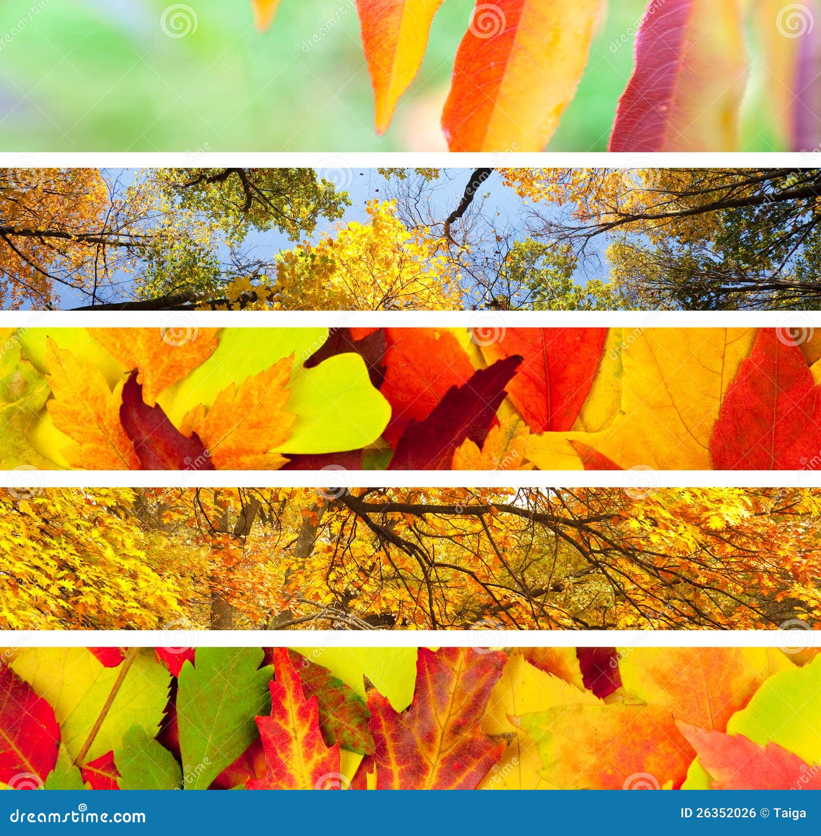 Set of Different Autumn S Banners / Nature Stock Photo - Image of ...