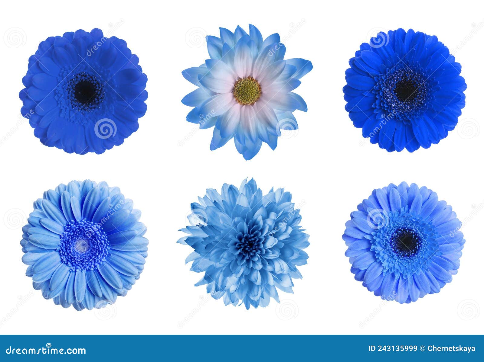 Set with Different Beautiful Blue Flowers on White Background Stock ...