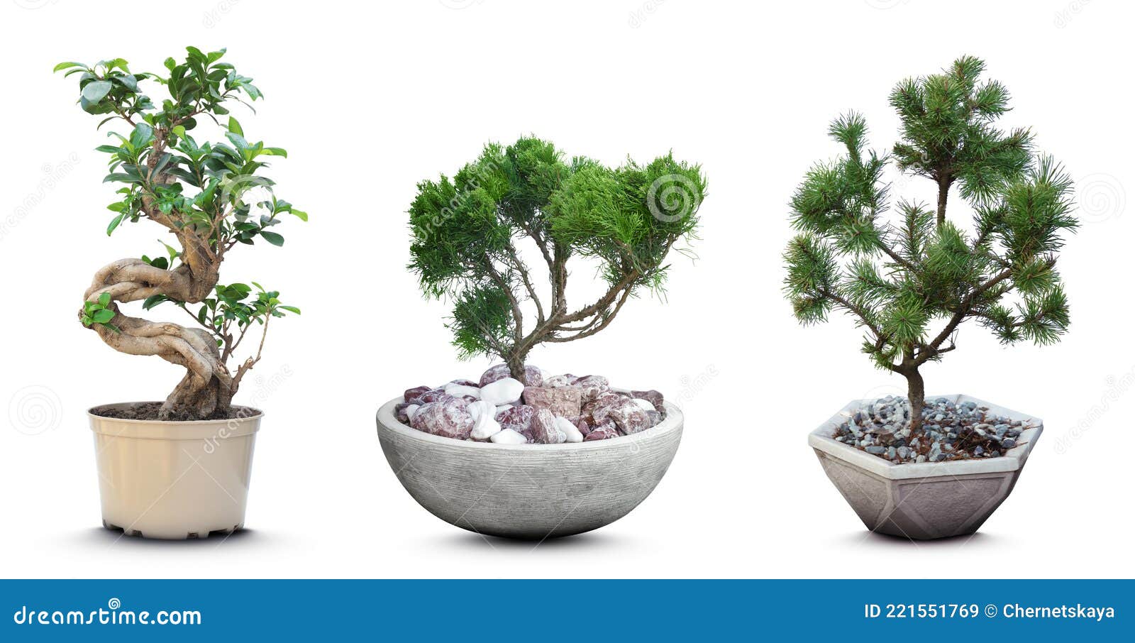 Set with Different Beautiful Bonsai Trees on White Background. Banner ...