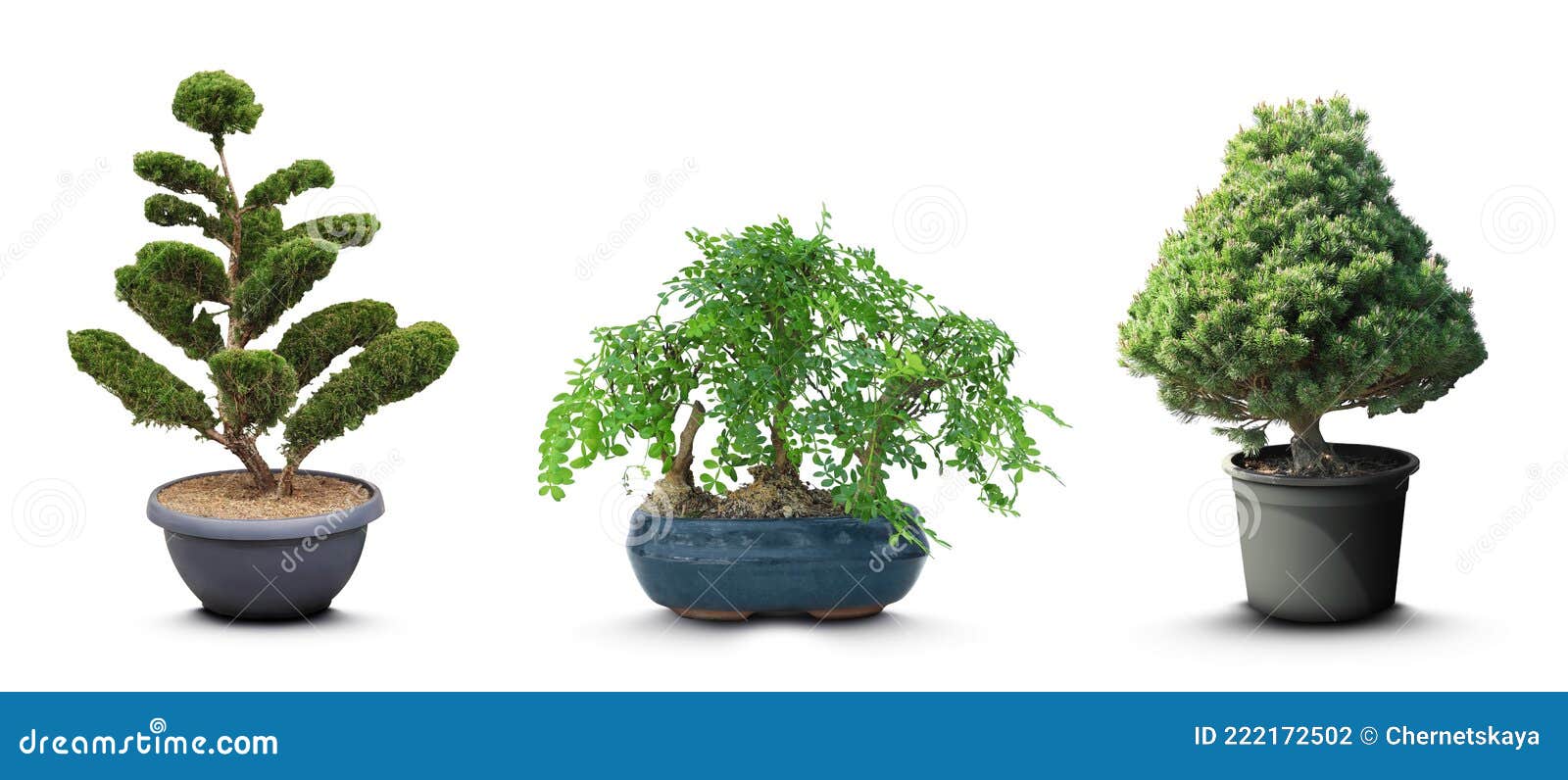Set with Different Beautiful Bonsai Trees on White Background. Banner ...