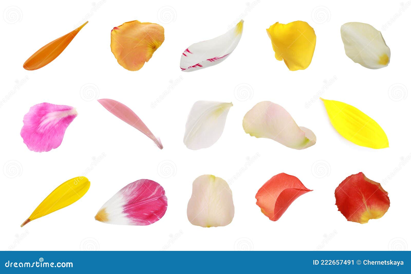 Set with Different Beautiful Flower Petals on White Background Stock ...