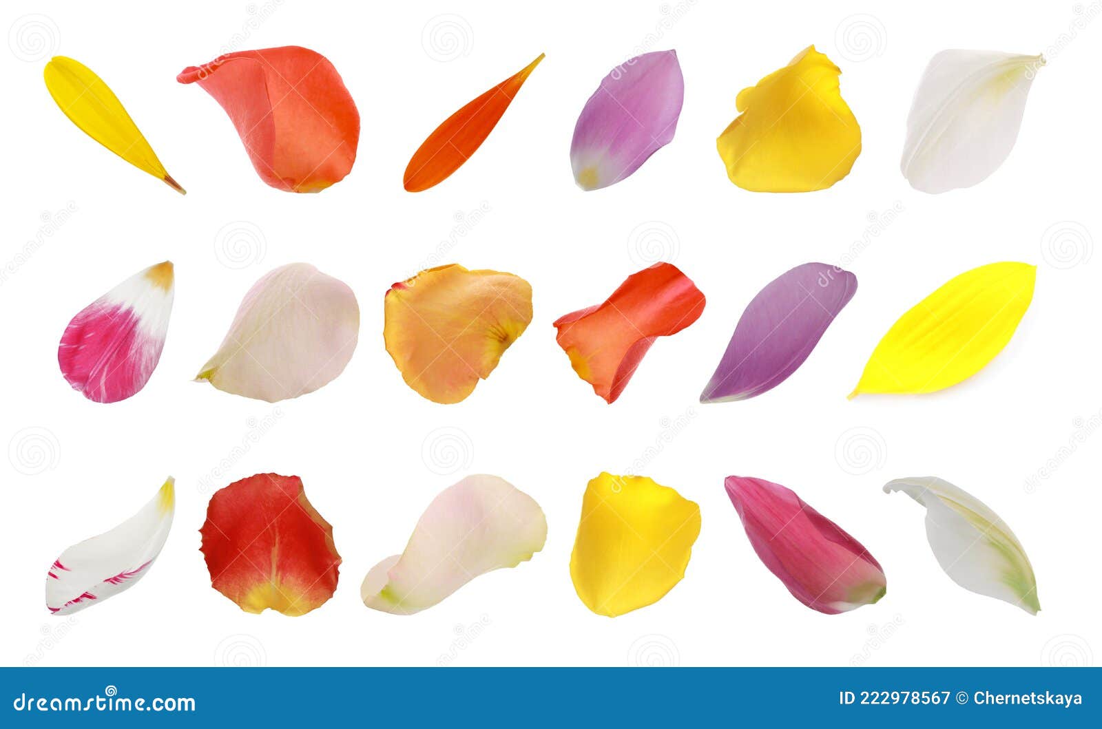 Set with Different Beautiful Flower Petals on White Background Stock ...