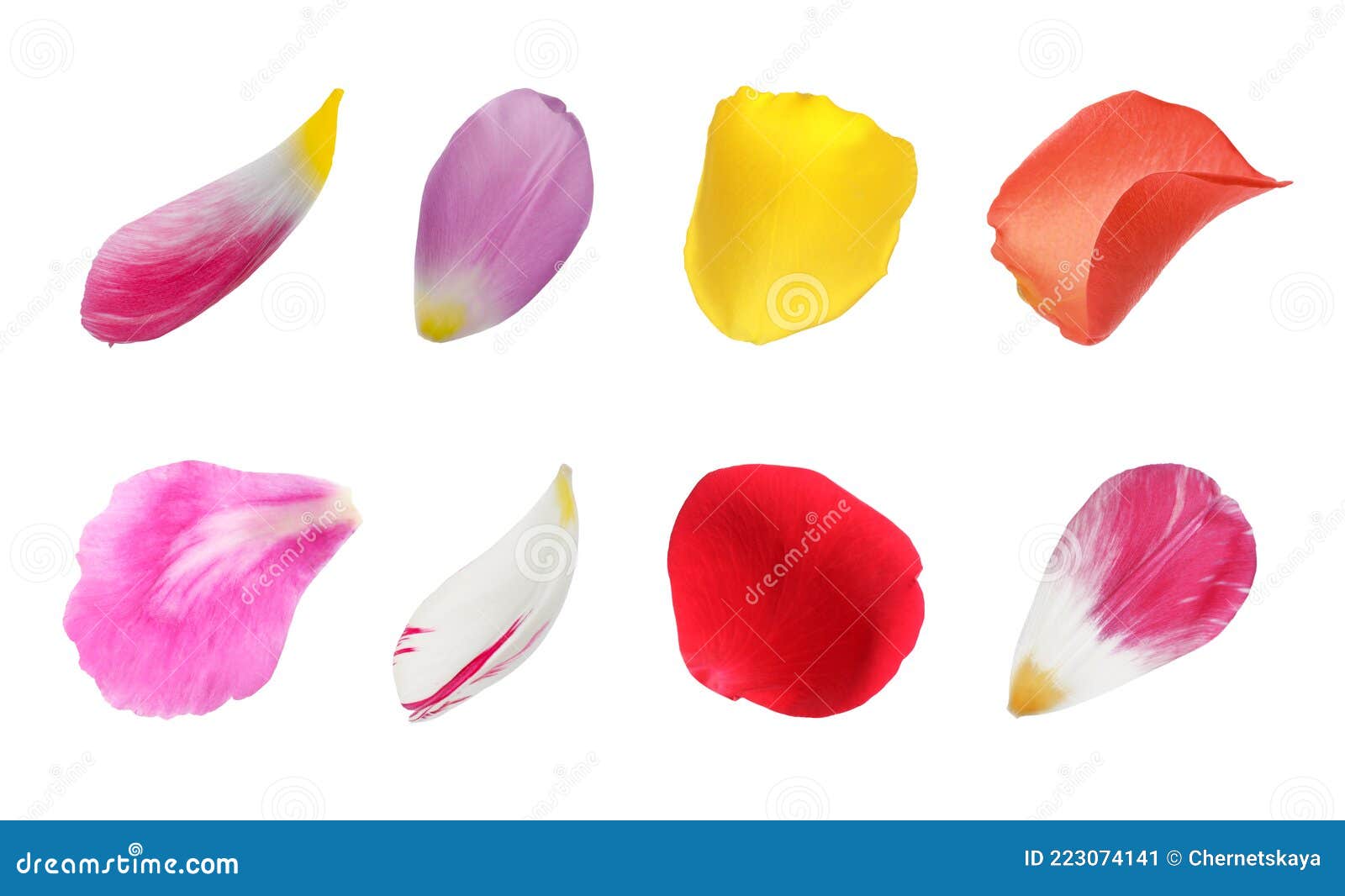 Set with Different Beautiful Flower Petals on White Background Stock ...