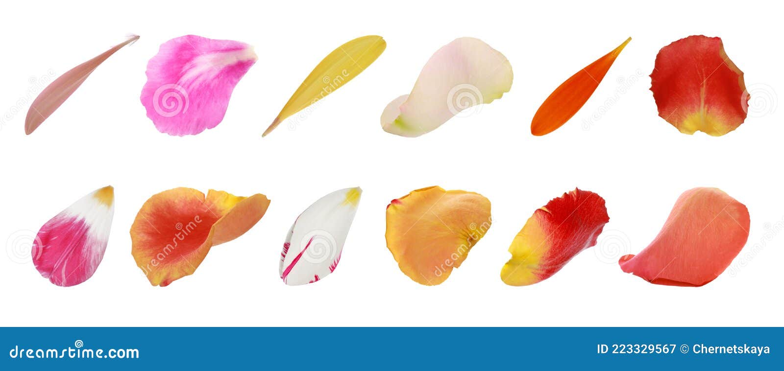 Set with Different Beautiful Flower Petals on White Background. Banner ...