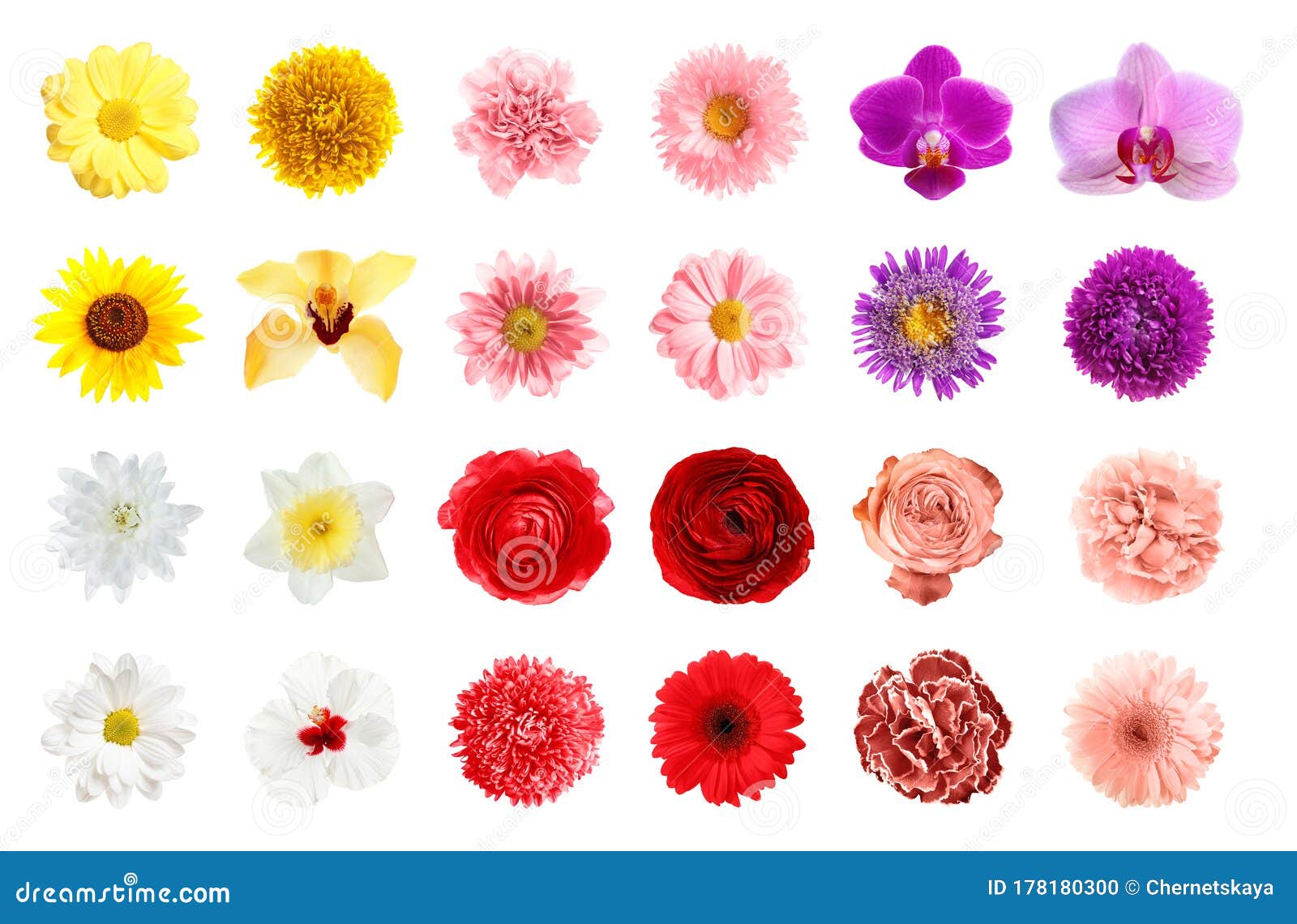 Set of Different Beautiful Flowers on Background Stock Photo - Image of ...