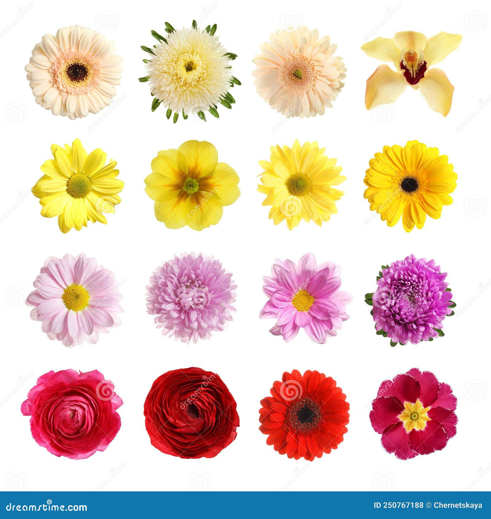 Set with Different Beautiful Flowers on White Background Stock Photo ...
