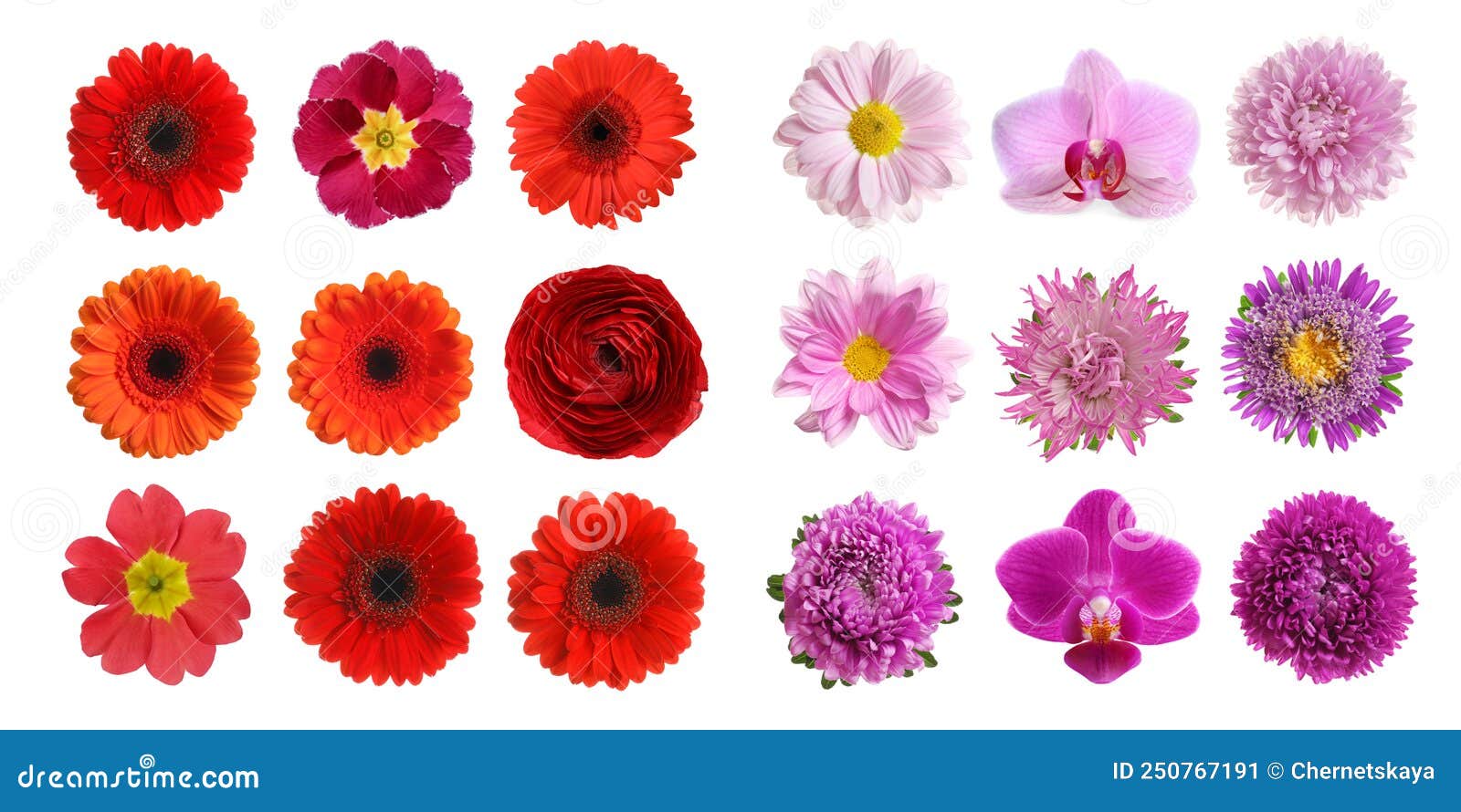 Set with Different Beautiful Flowers on White Background. Banner Design ...