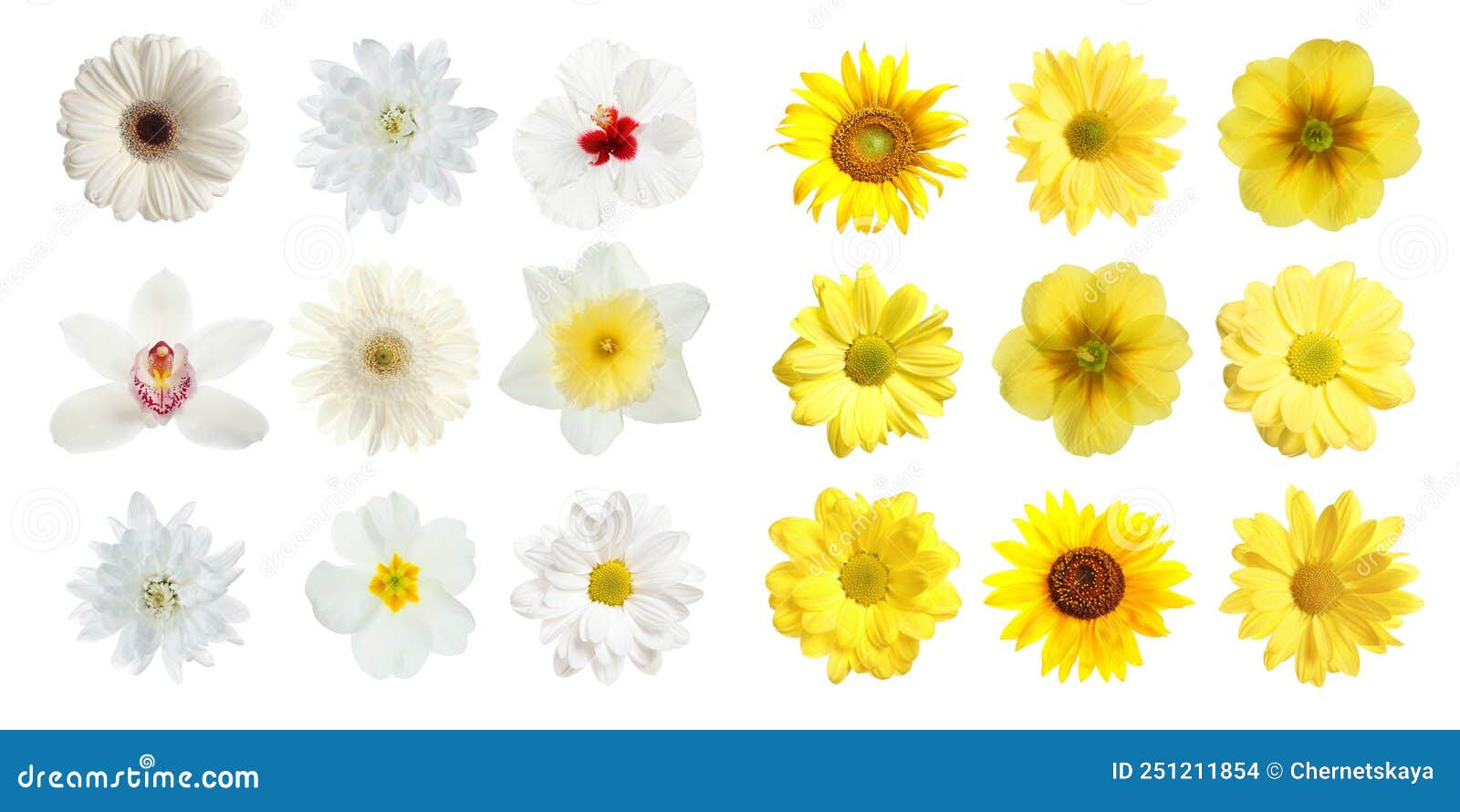 Set with Different Beautiful Flowers on White Background. Banner Design ...