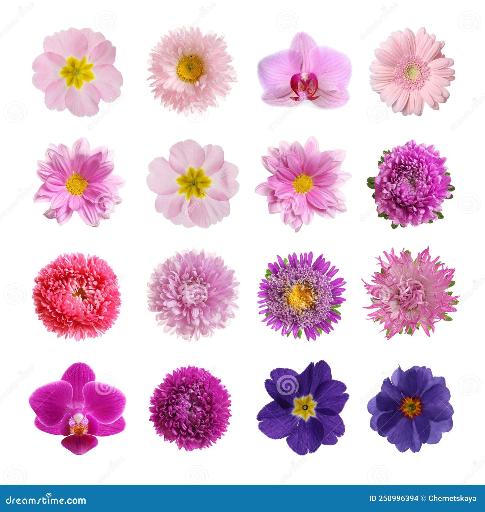 Set with Different Beautiful Flowers on White Background Stock Photo ...