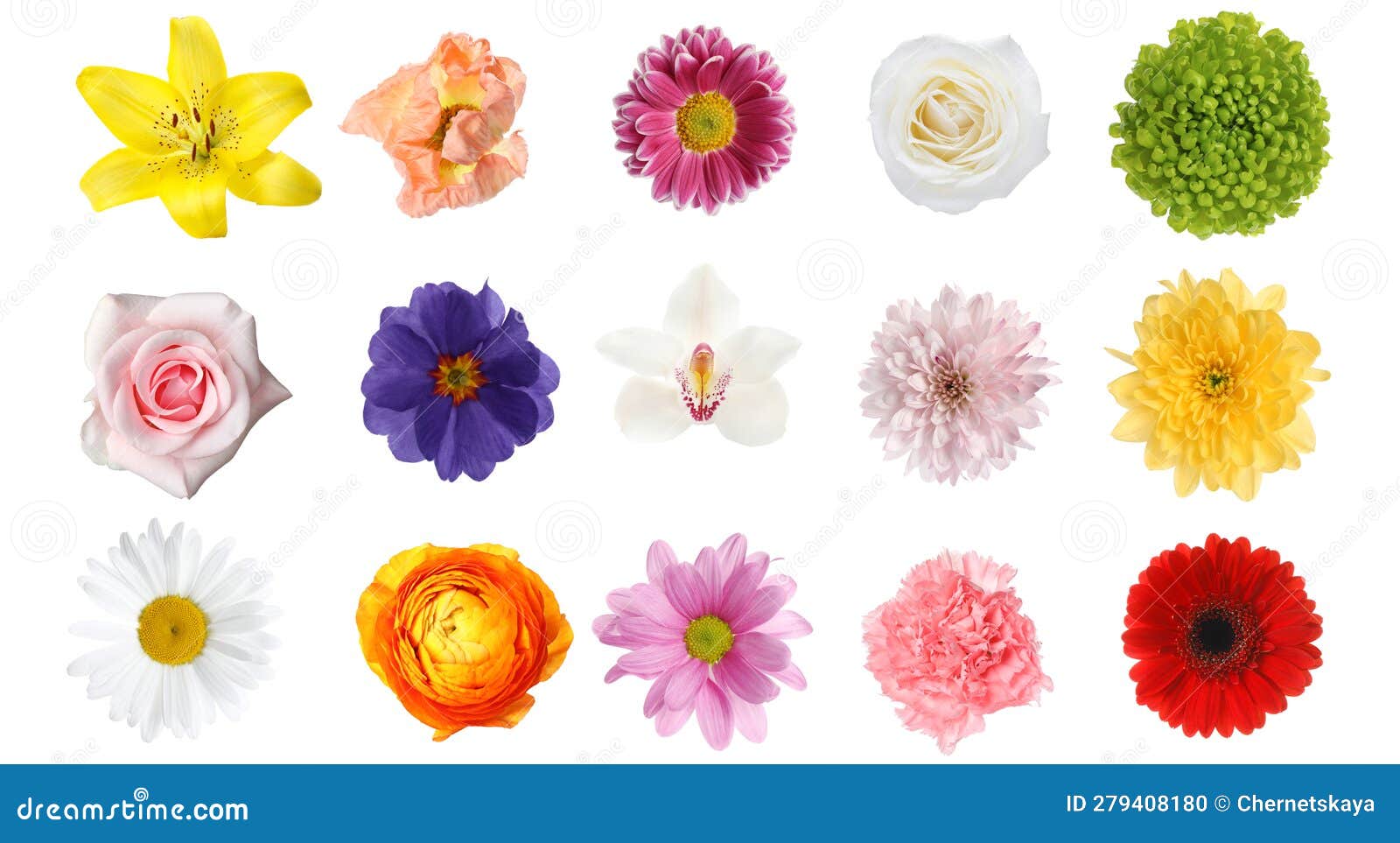 Set of Different Beautiful Flowers on White Background Stock Photo ...