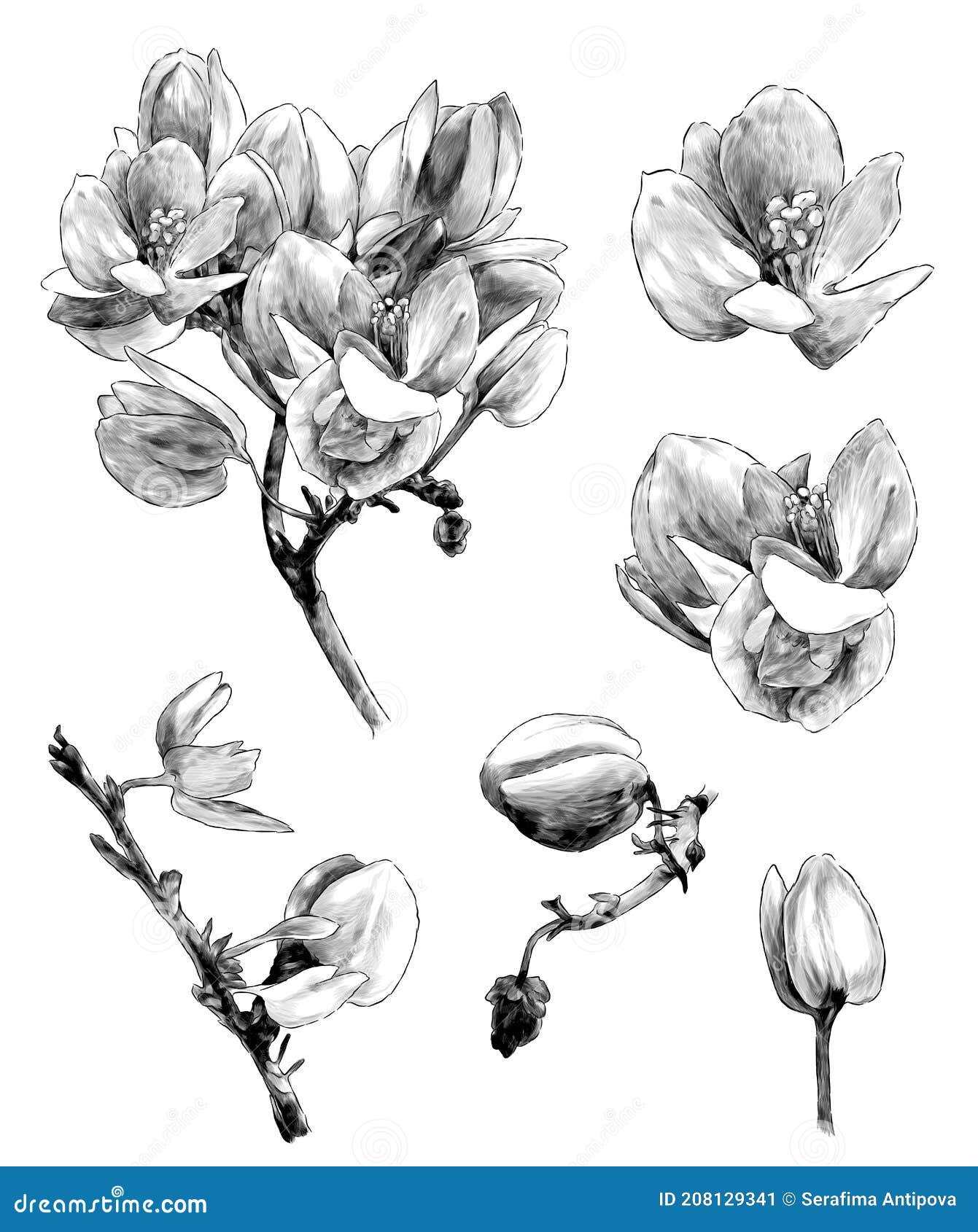 Set of Different Branches of the Flowering Antigonon Leptopus, Separate ...