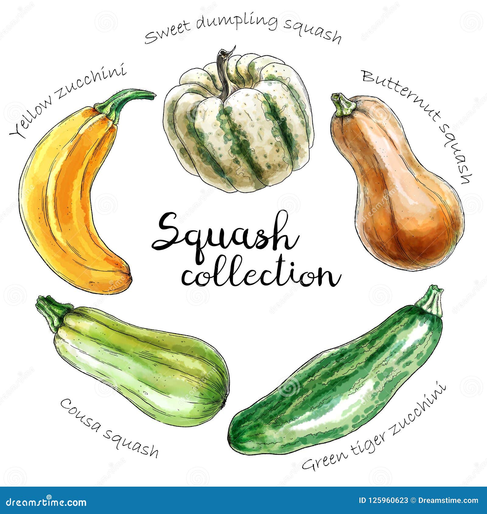 Set of Different Colored Squashes. Stock Illustration - Illustration of ...