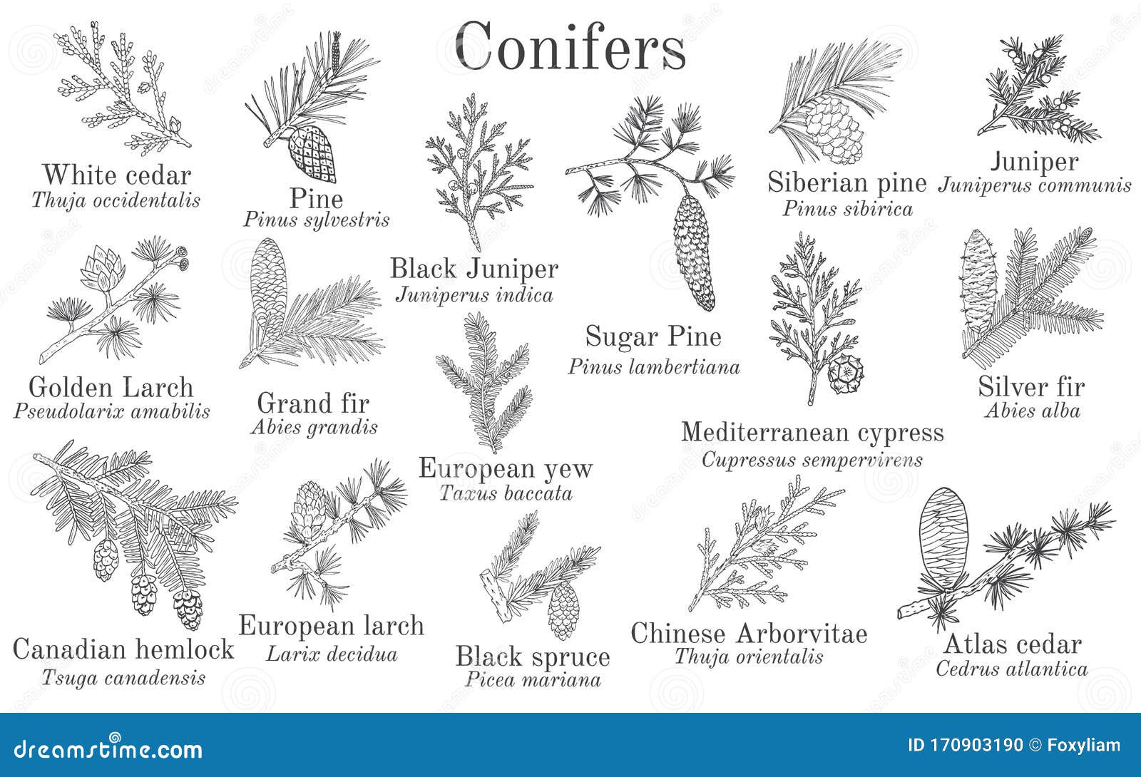 Set of Different Conifiers Branches with Cones Stock Vector ...