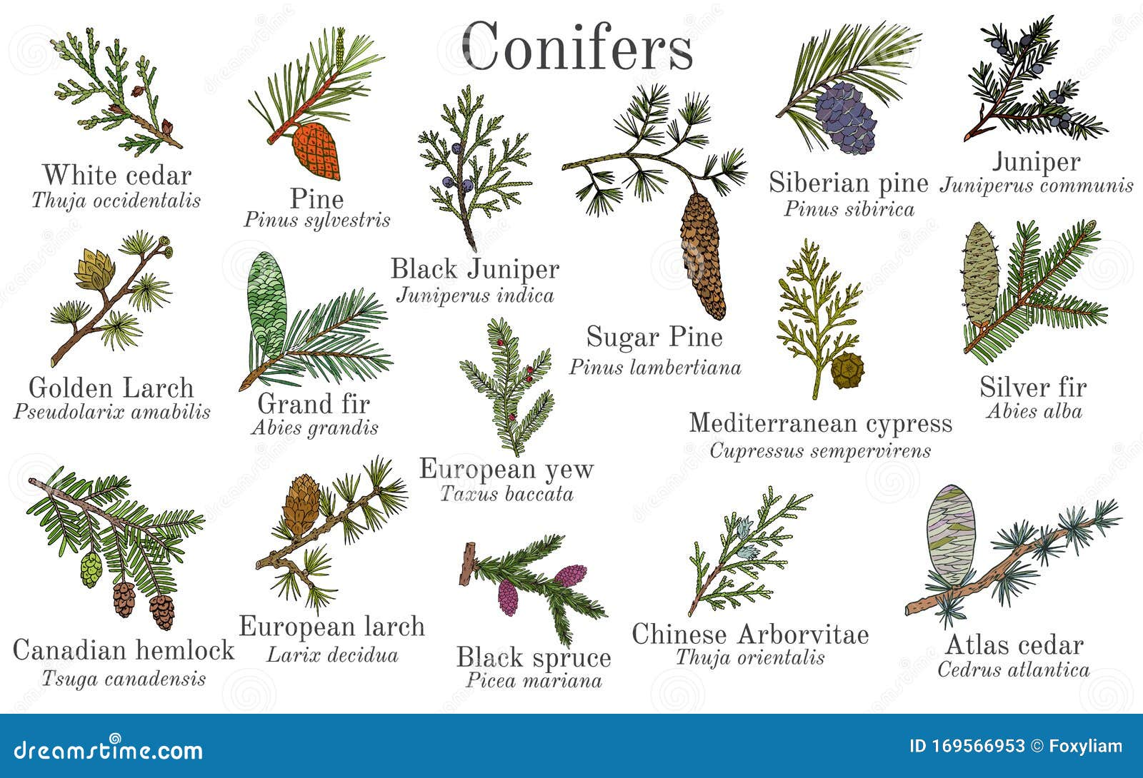 Conifers Of Different Shapes, Three Kinds Of Conifers - Tui, Cypress ...