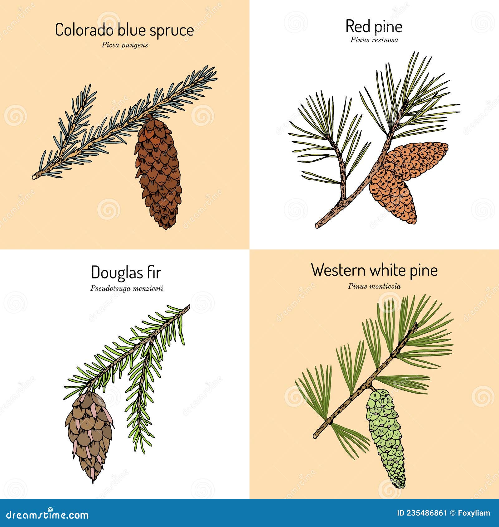 Douglas-fir Pseudotsuga Menziesii , State Tree Of Oregon Royalty-Free ...