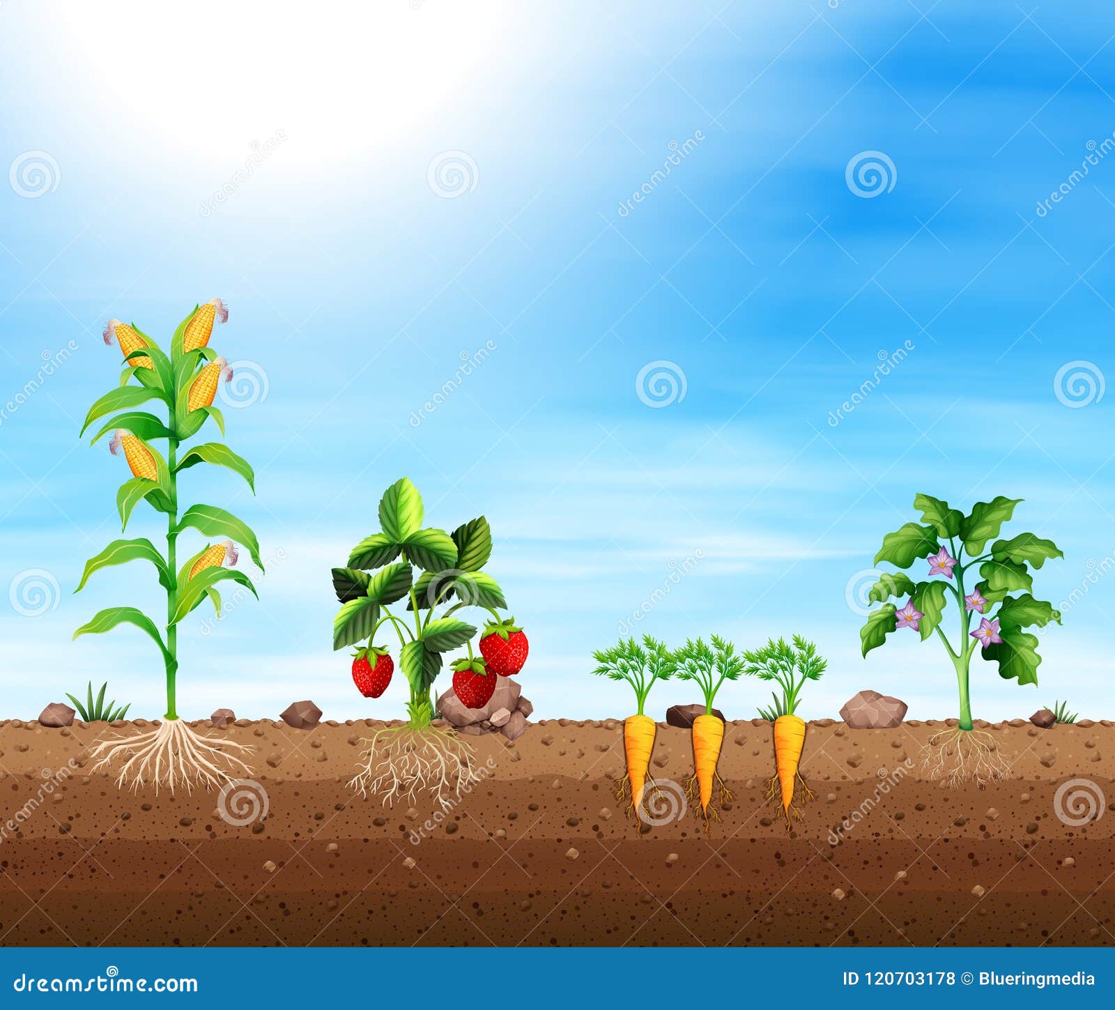 Set of different crops stock vector. Illustration of organic - 120703178