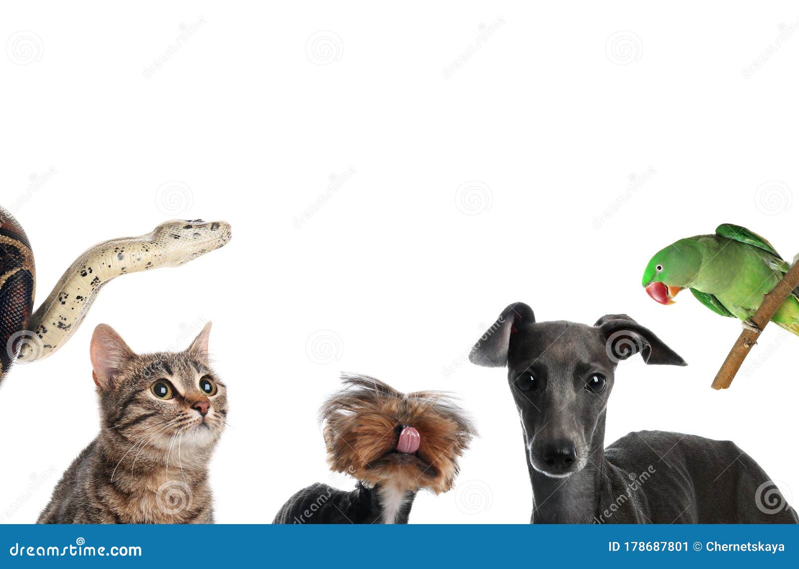 Set with Different Cute Pets on Background Stock Image - Image of ...