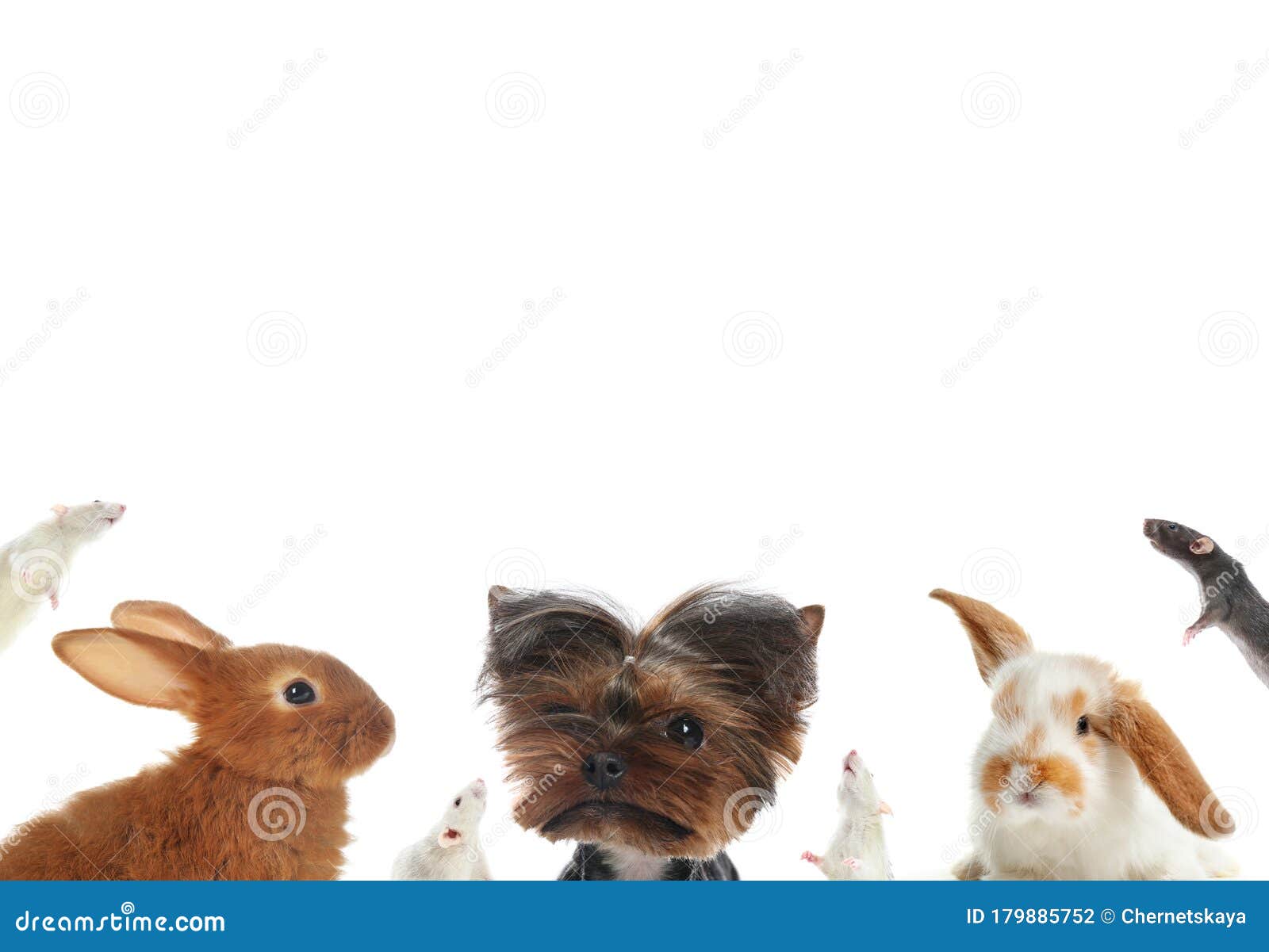 Set with Different Cute Pets on Background Stock Photo - Image of ...
