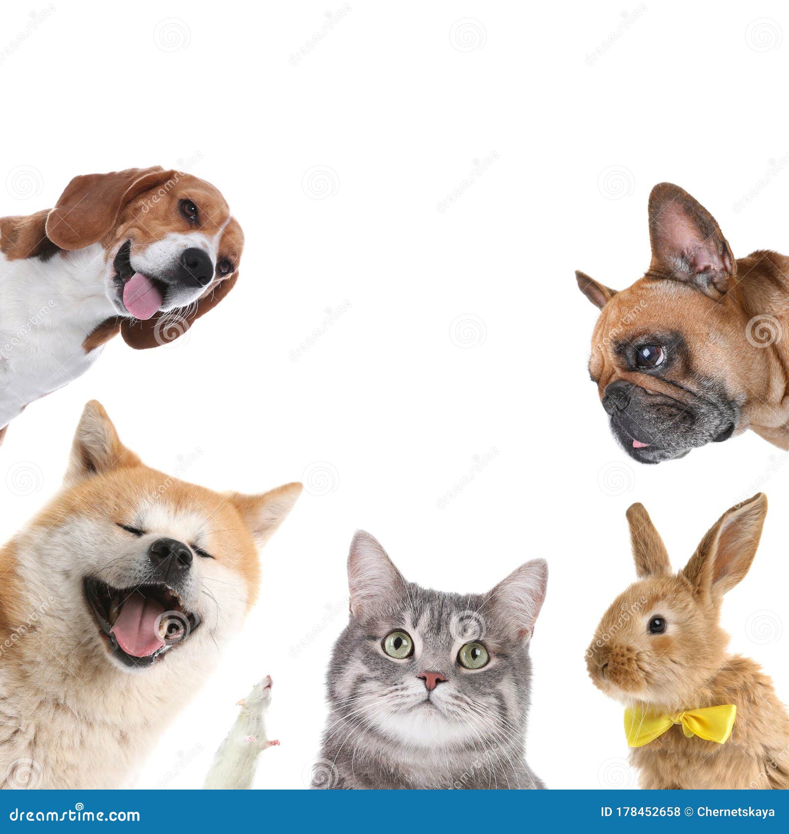 Set with Different Cute Pets on Background Stock Photo - Image of ...
