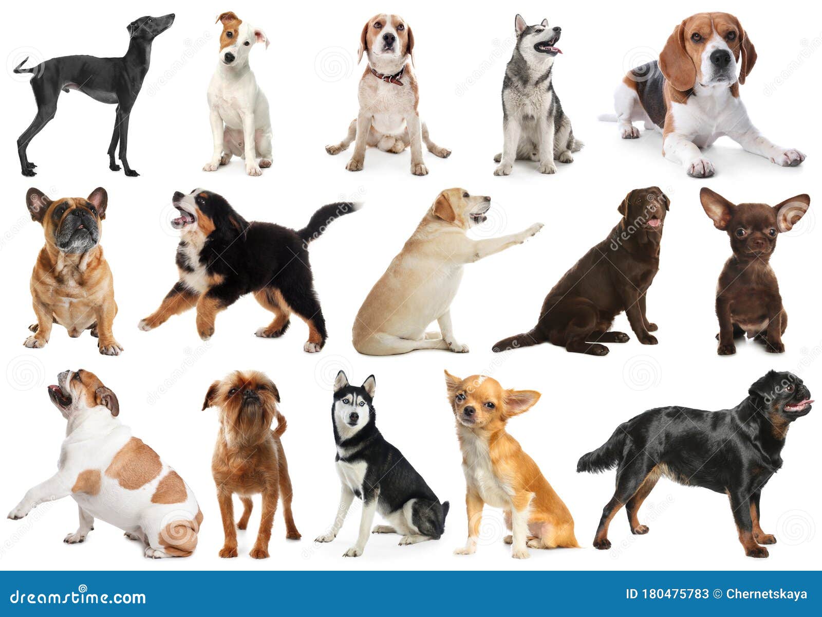 Set of Different Dogs on Background Stock Image - Image of adorable ...