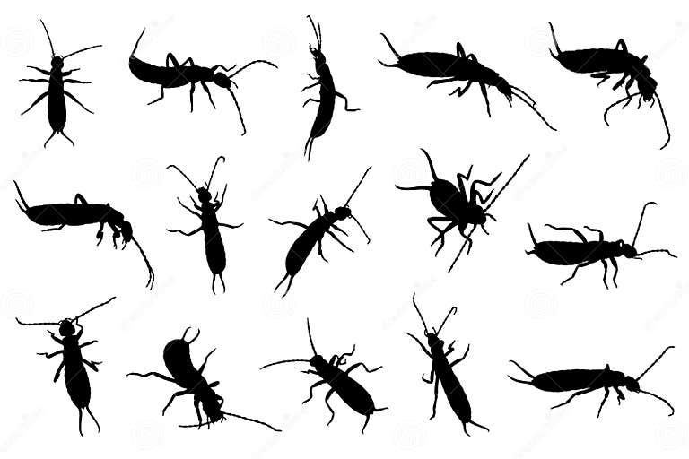 Set of different earwigs stock vector. Illustration of antenna - 113361082