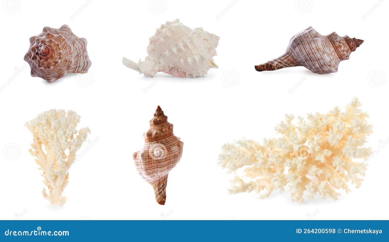 Set of Different Exotic Sea Shells and Dry Corals on White Background ...