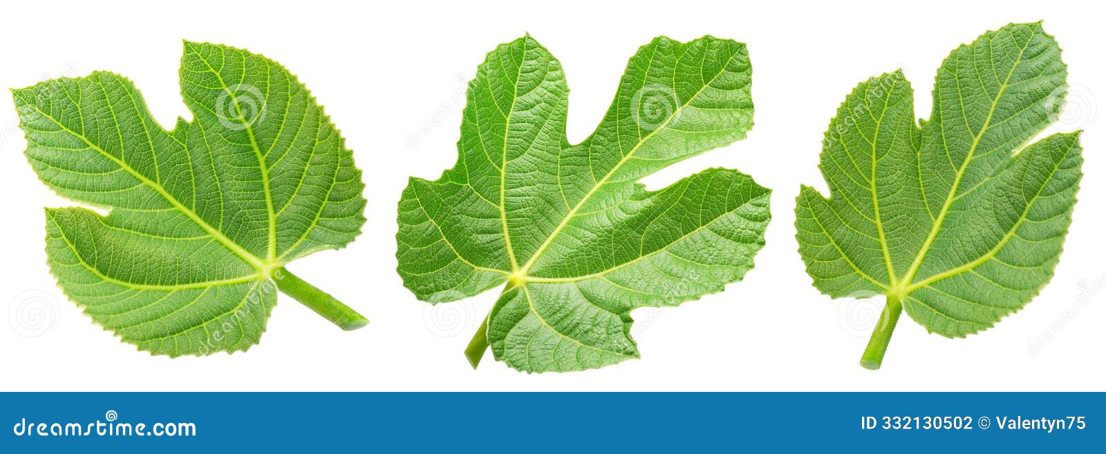 Set of Different Fig Leaves Isolated on White Background. File Contains ...